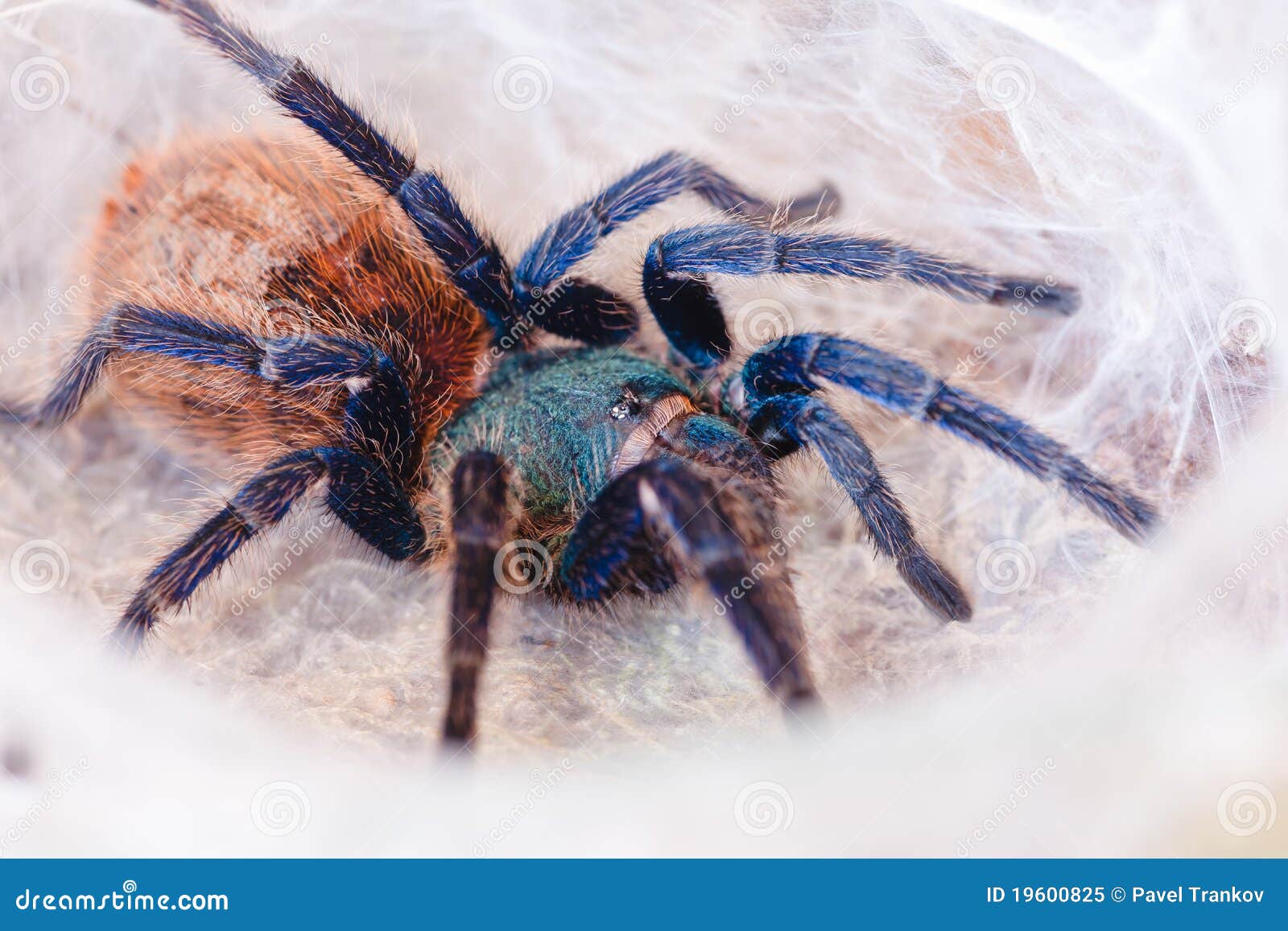Greenbottle Blue Tarantula stock image. Image of horror - 19600825