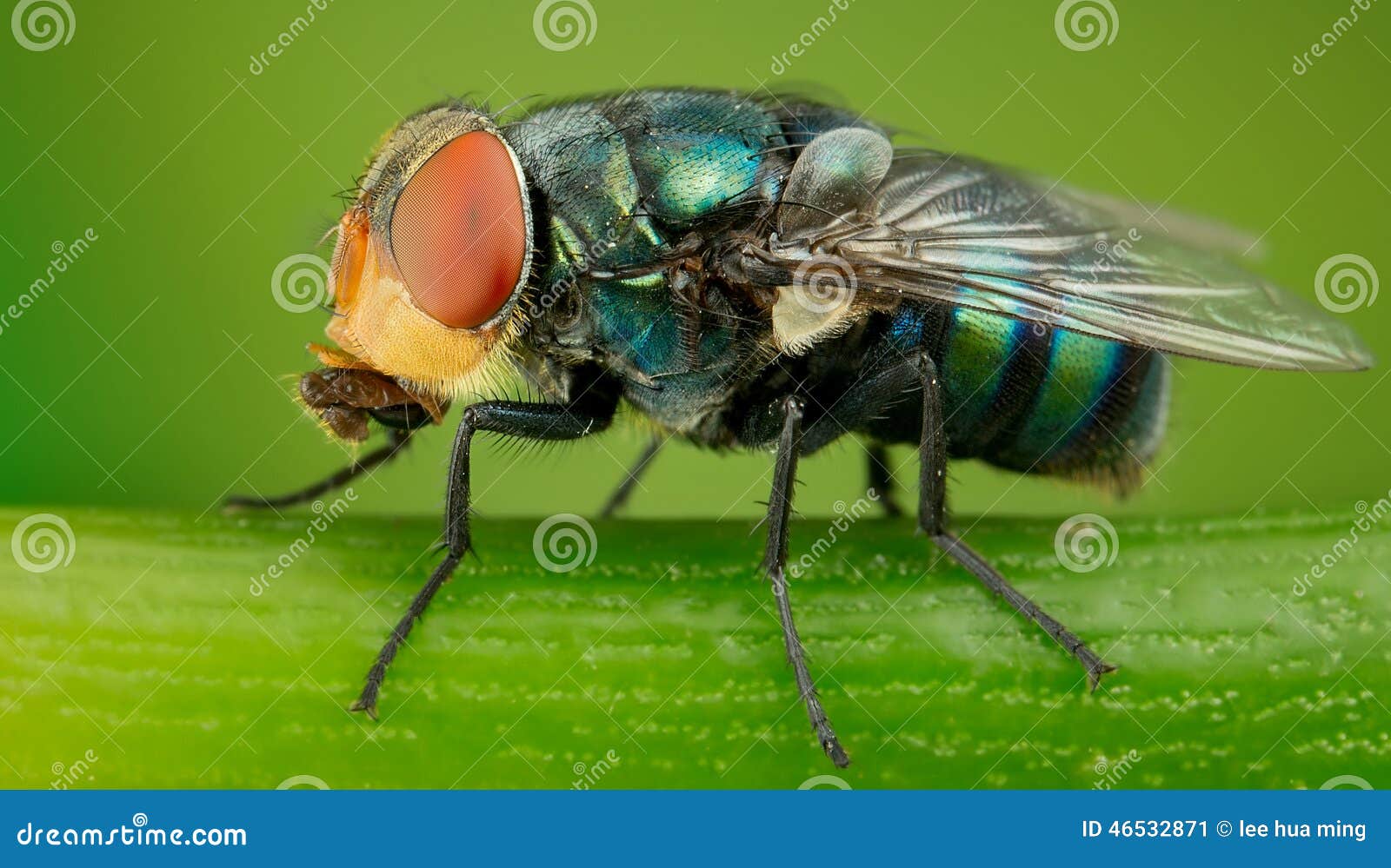 Greenbottle fly stock image. Image of bluebottle, greenbottle - 46532871