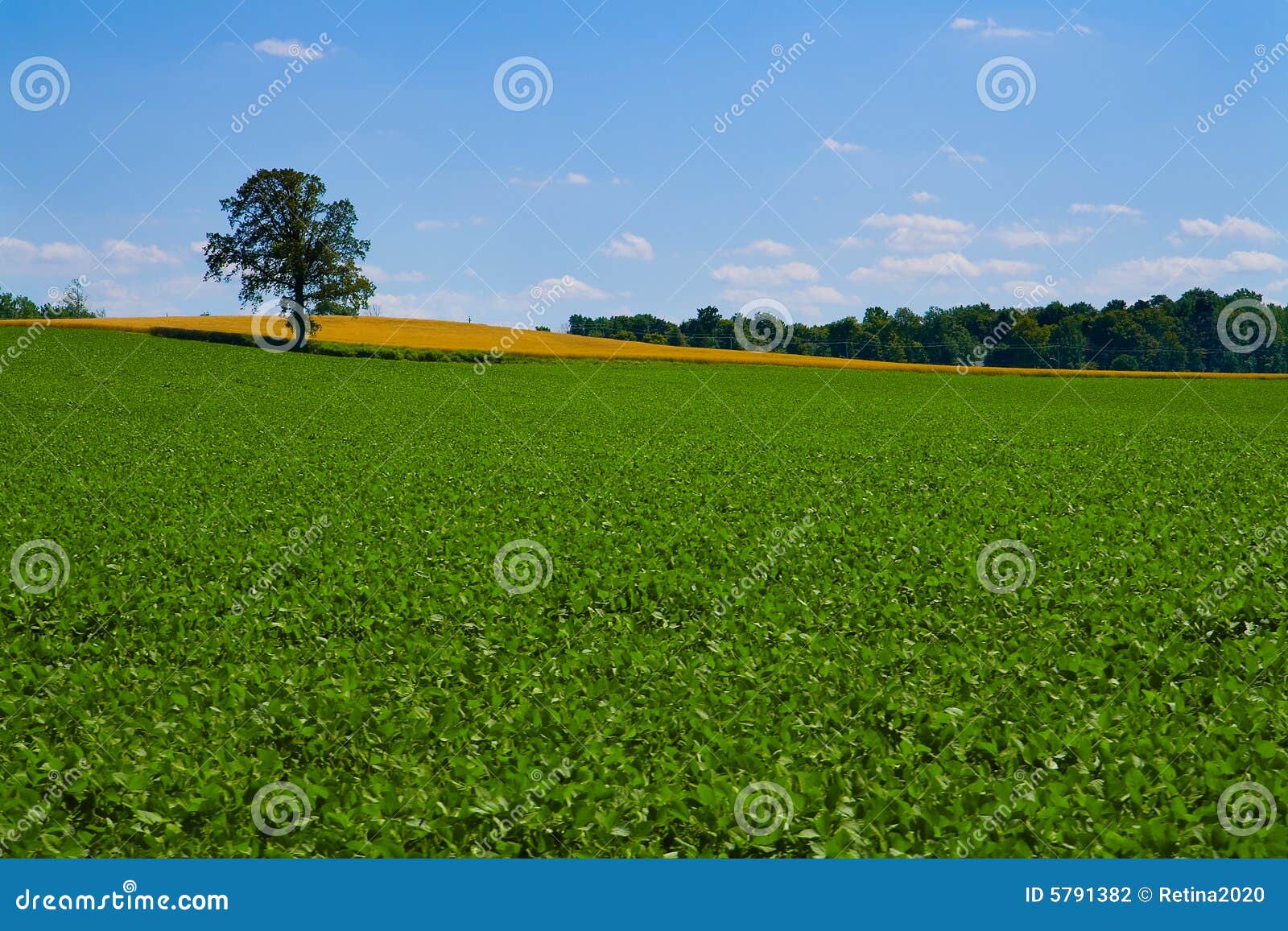 Greener Pastures stock photo. Image of farm, horizon, crops - 5791382