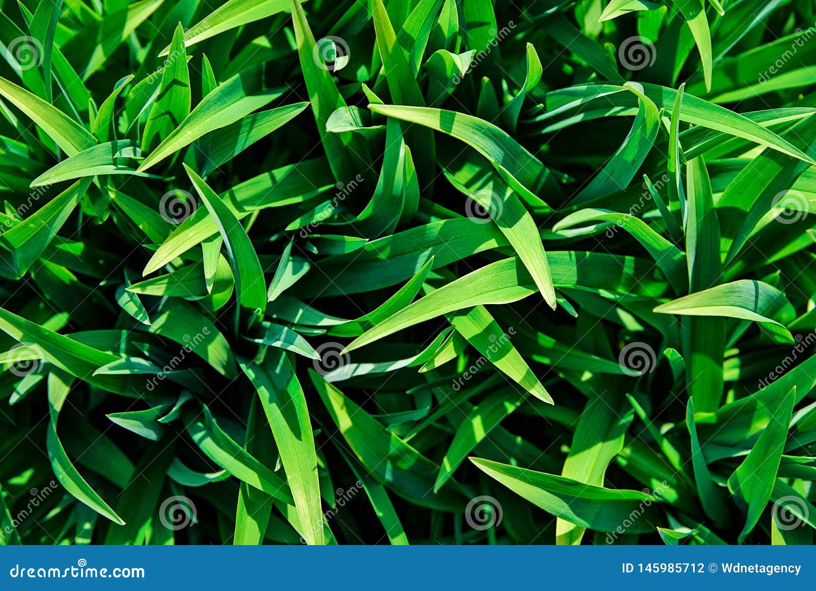 Greenery Abstract Background Stock Photo - Image of leaf, background ...