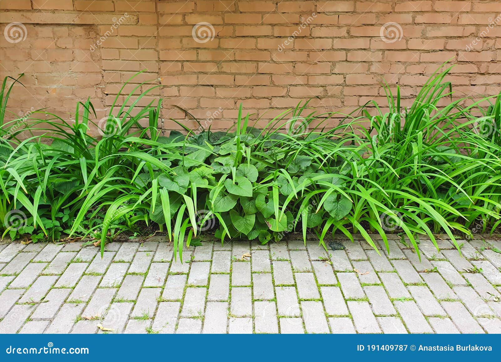 Greenery Along the Path and on the Background of a Brick Wall. Small ...