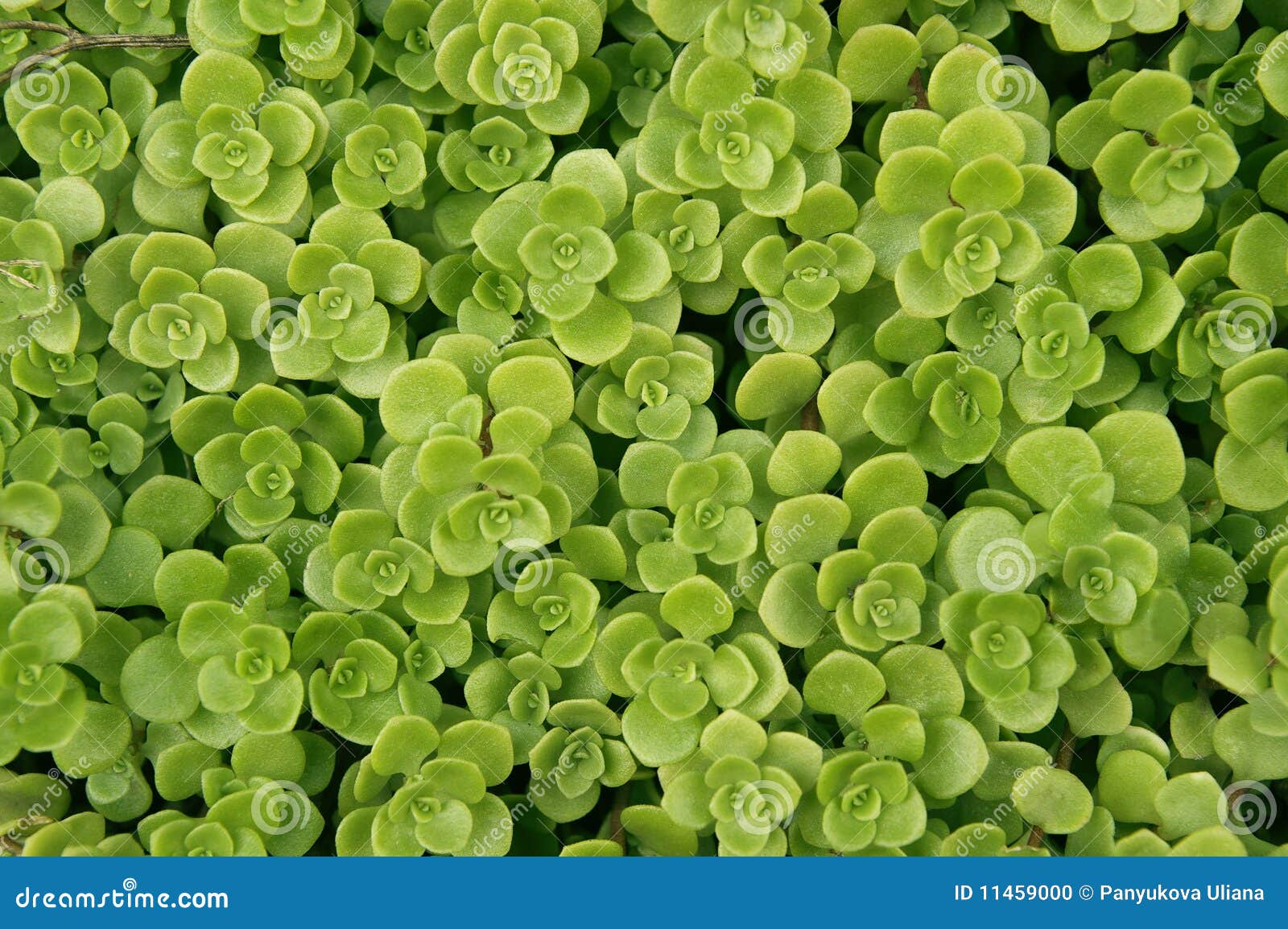 Greenery background stock photo. Image of garden, plant - 11459000