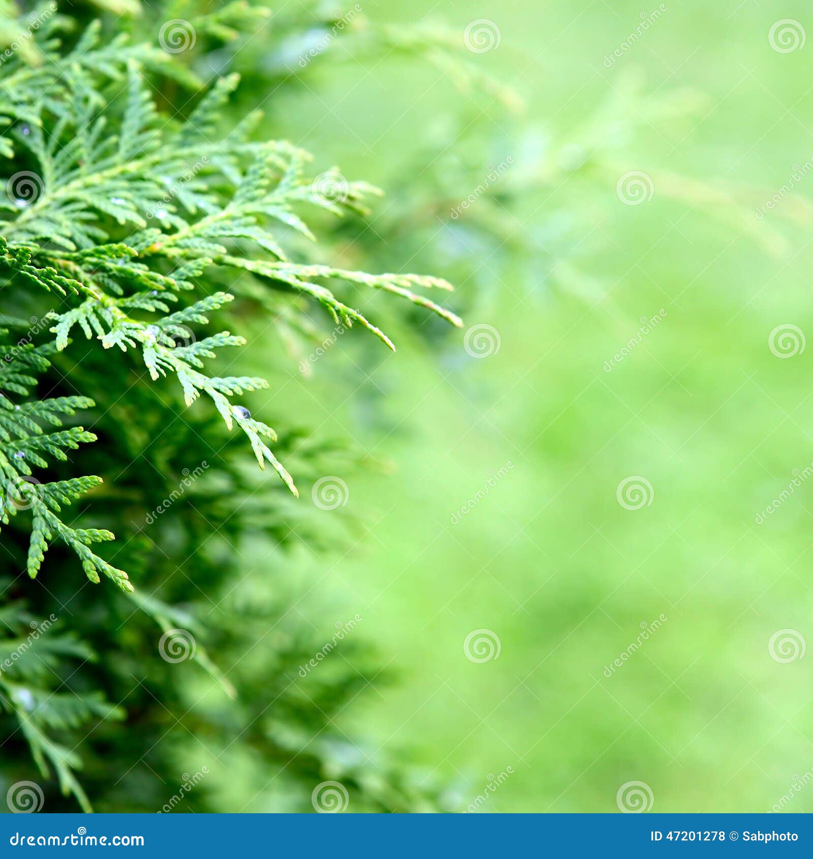 Greenery Backgrounds For Portraits