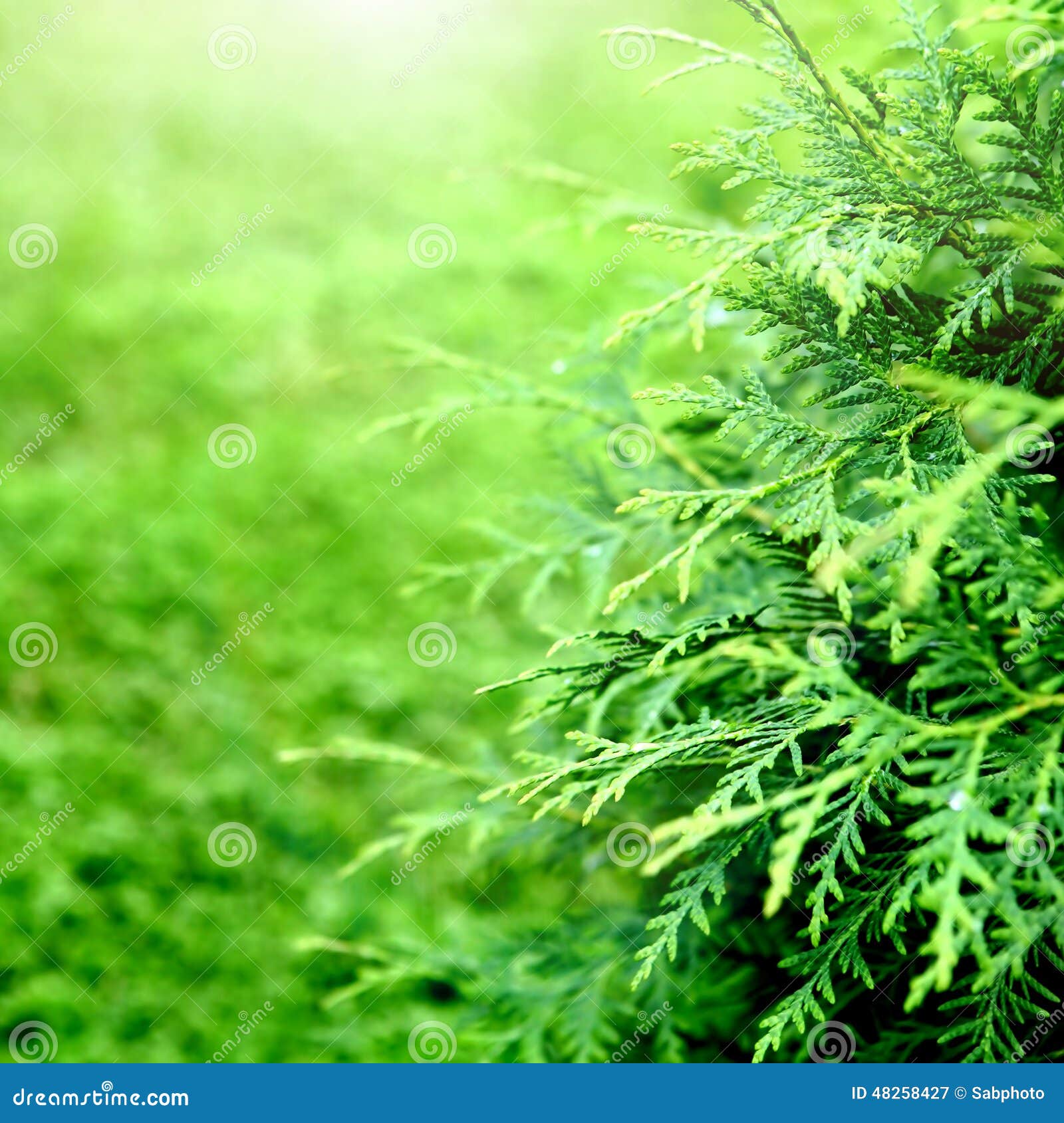 Greenery Background stock image. Image of natural, front - 48258427