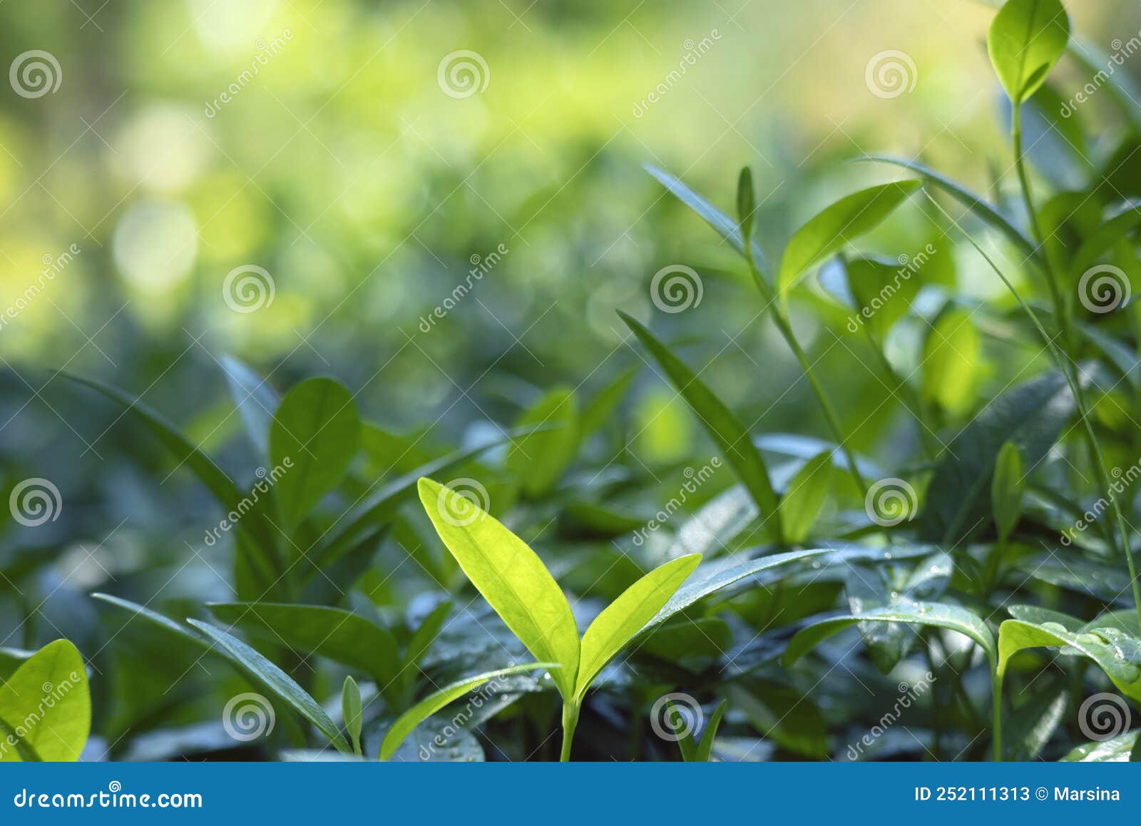 Greenery Natural Background with Sunlight and Bokeh Stock Image - Image ...