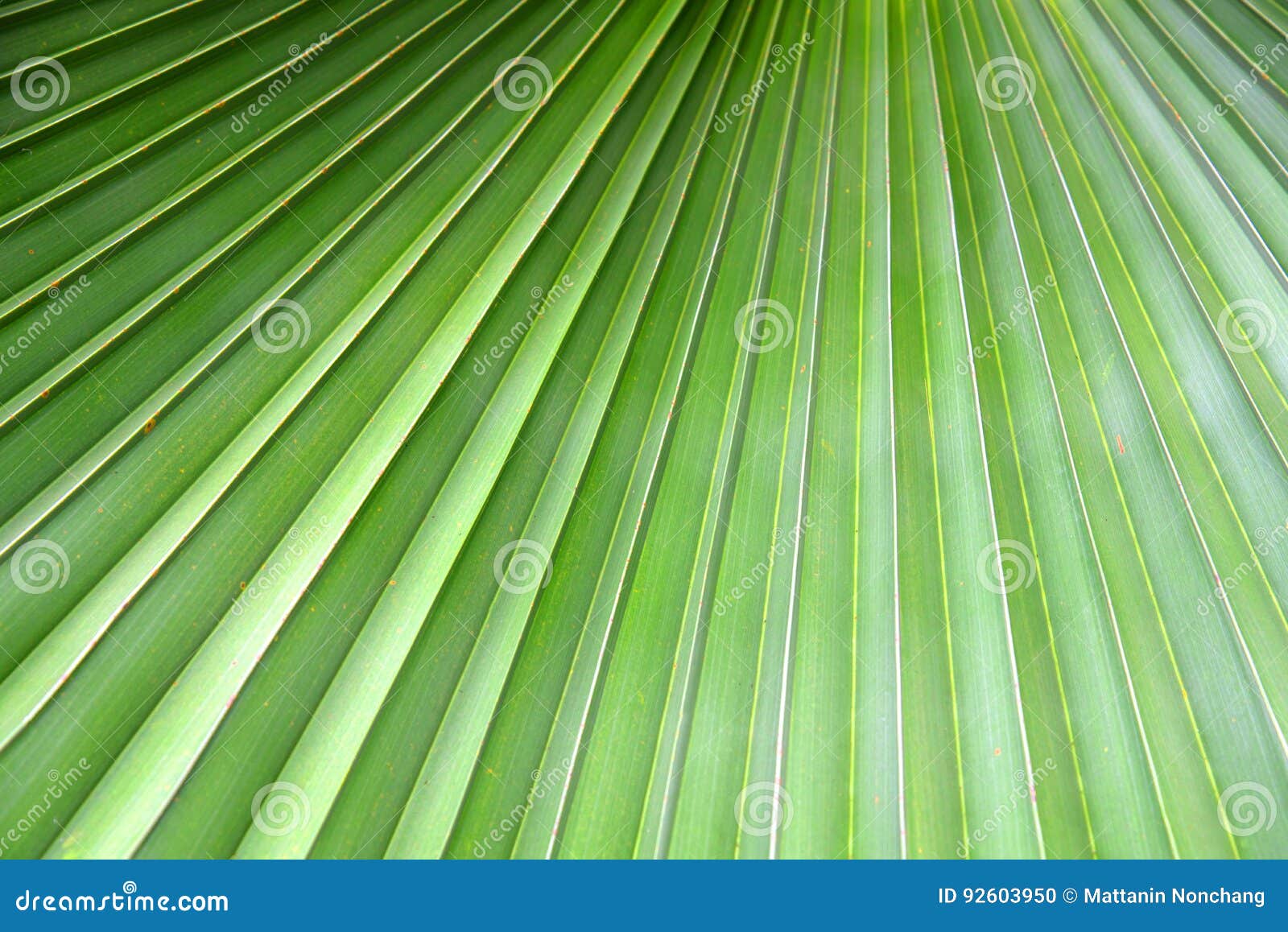 Greenery Background Close Up Palm Leaf Stock Photo - Image of growth ...