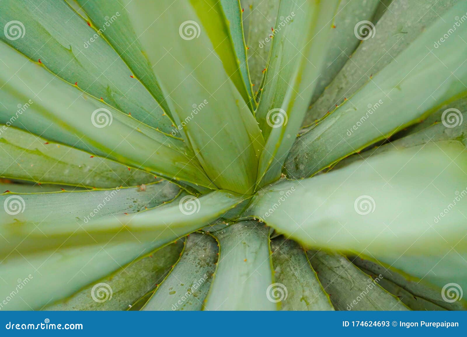 Greenery, Close Up Shot on a Center or Core of a Green Plants Stock ...