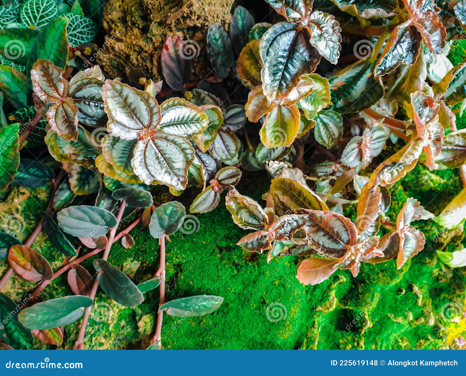 Greenery Background of Nature Plant and Leaf Stock Photo - Image of ...