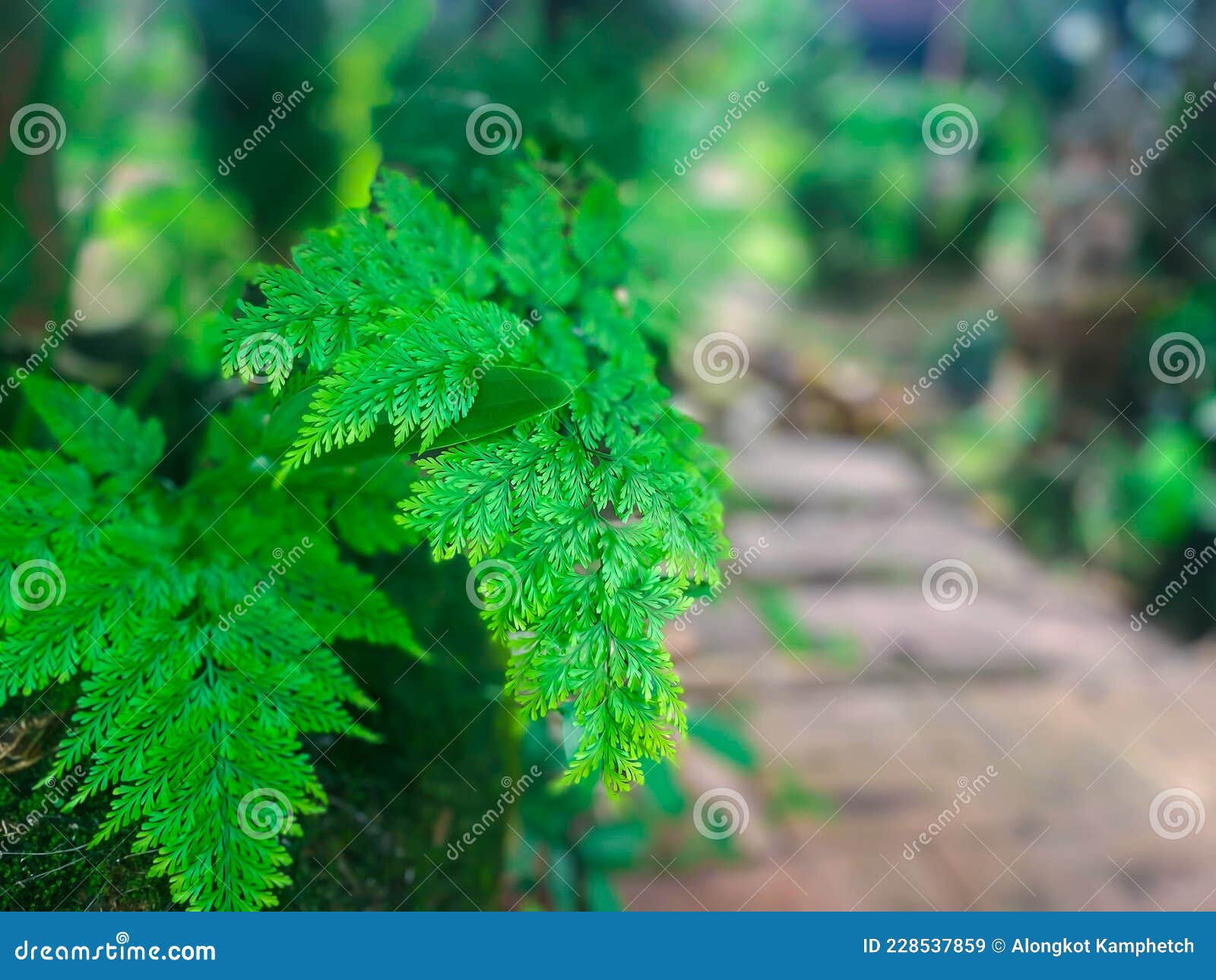 Greenery Background of Nature Plant and Leaf Stock Image - Image of ...