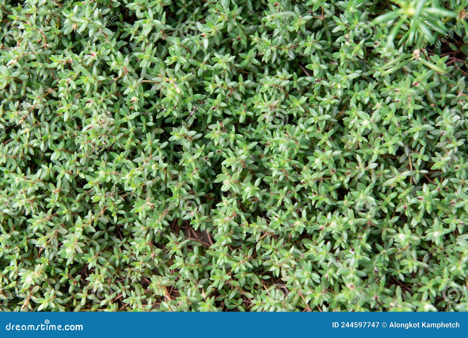 Greenery Background of Nature Plant and Leaf Stock Image - Image of ...