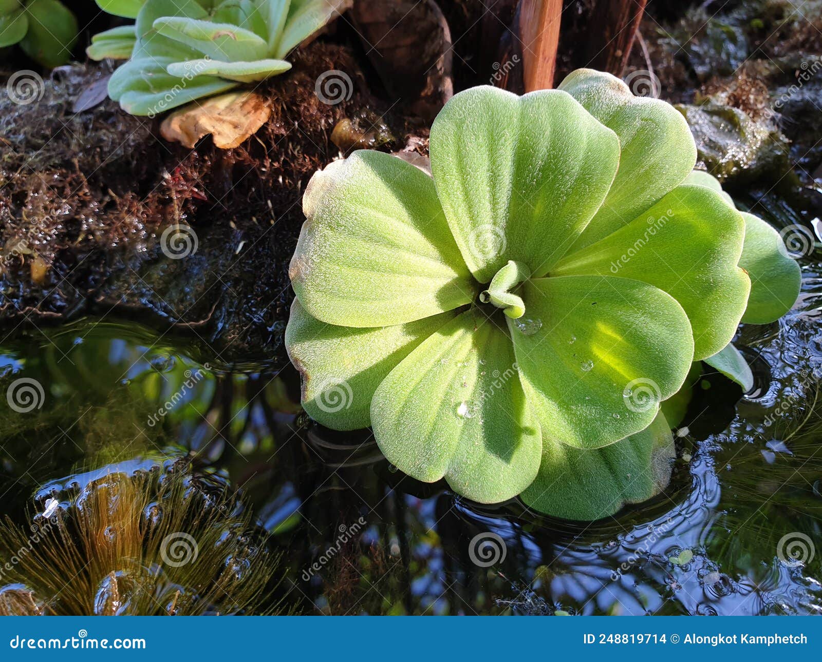 Greenery Background of Nature Plant and Leaf Stock Photo - Image of ...