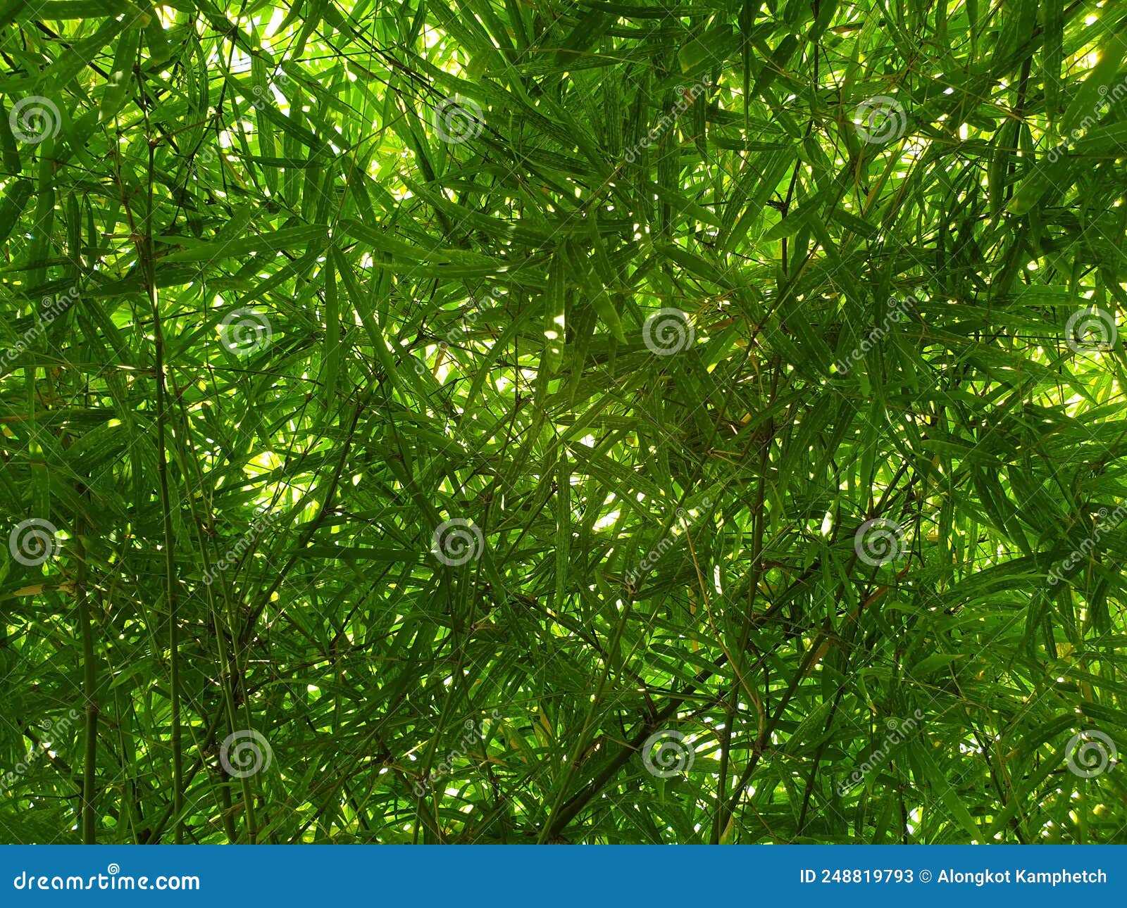 Greenery Background of Nature Plant and Leaf Stock Image - Image of ...