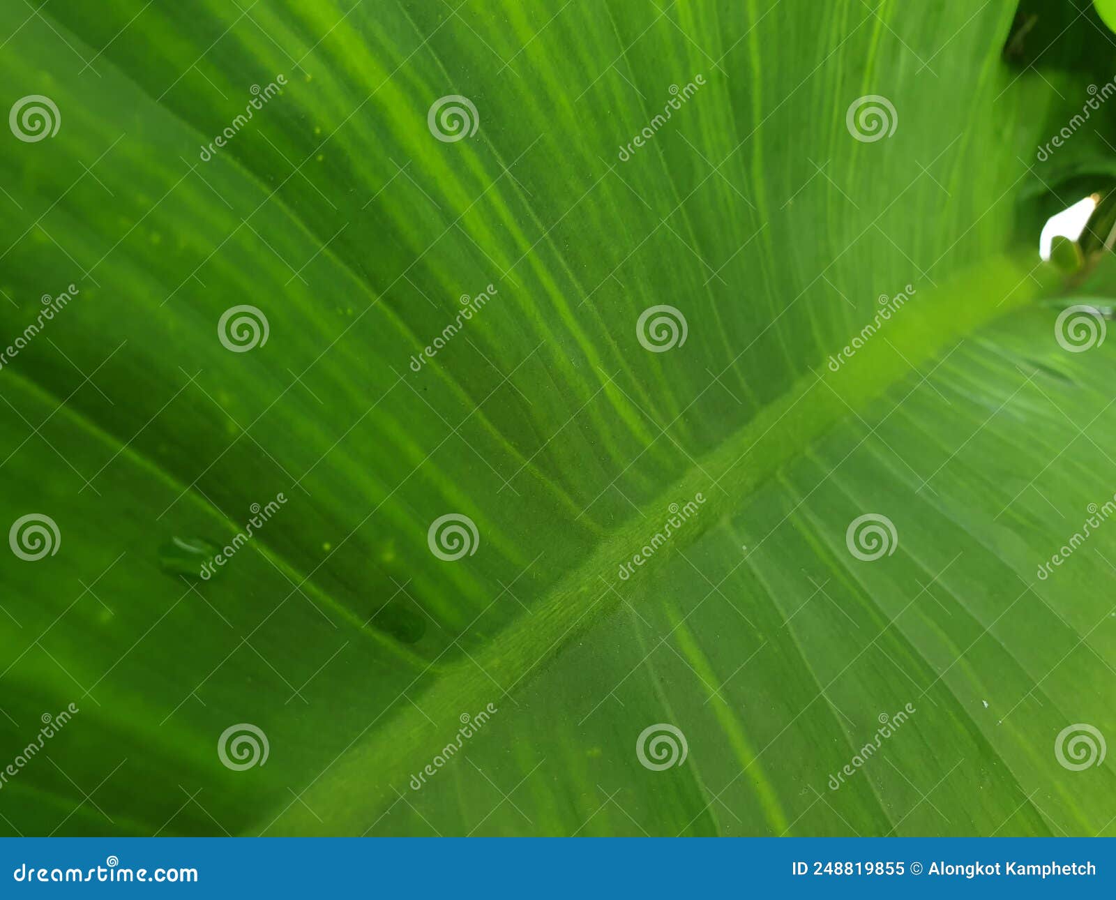 Greenery Background of Nature Plant and Leaf Stock Image - Image of ...