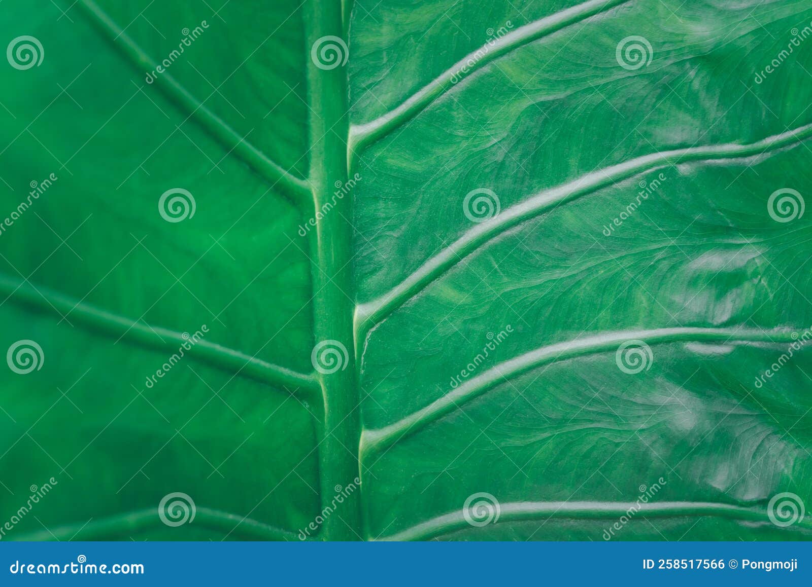Greenery Background of Nature Plant and Leaf Stock Photo - Image of ...