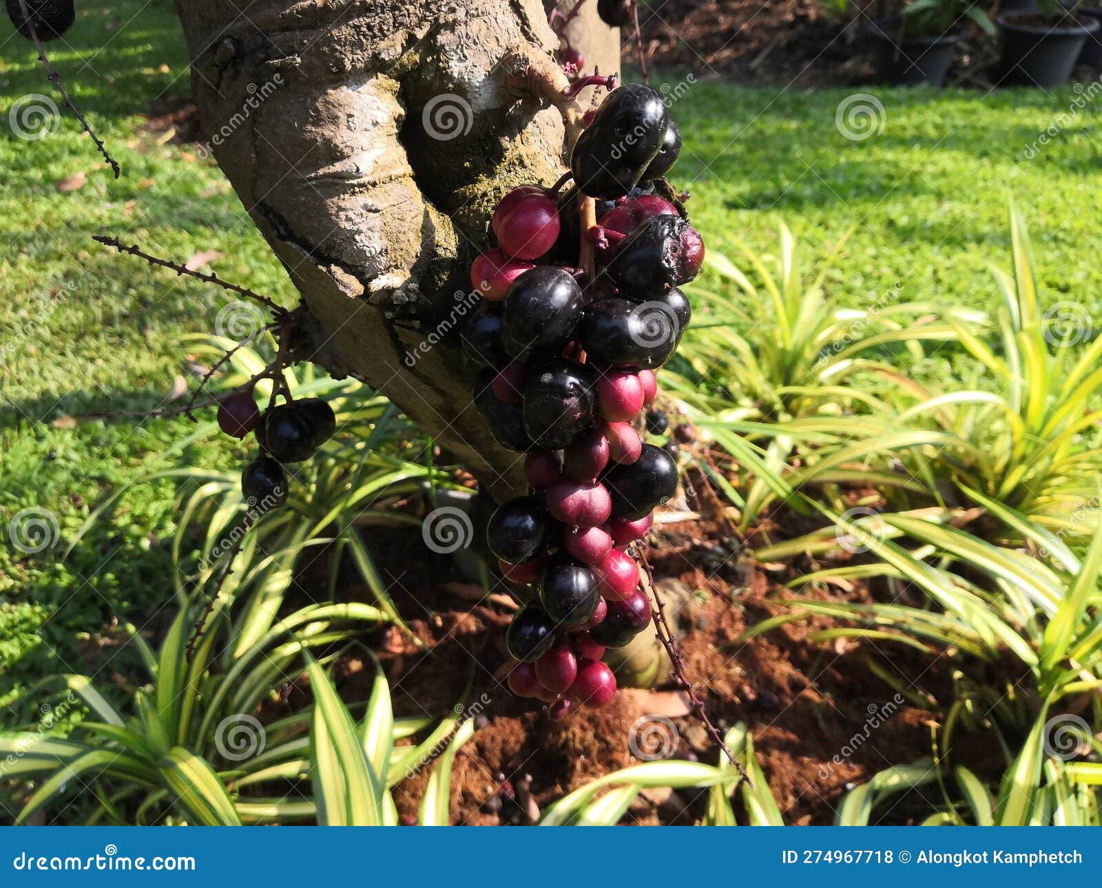 Greenery Background of Nature Plant and Leaf Stock Photo - Image of ...