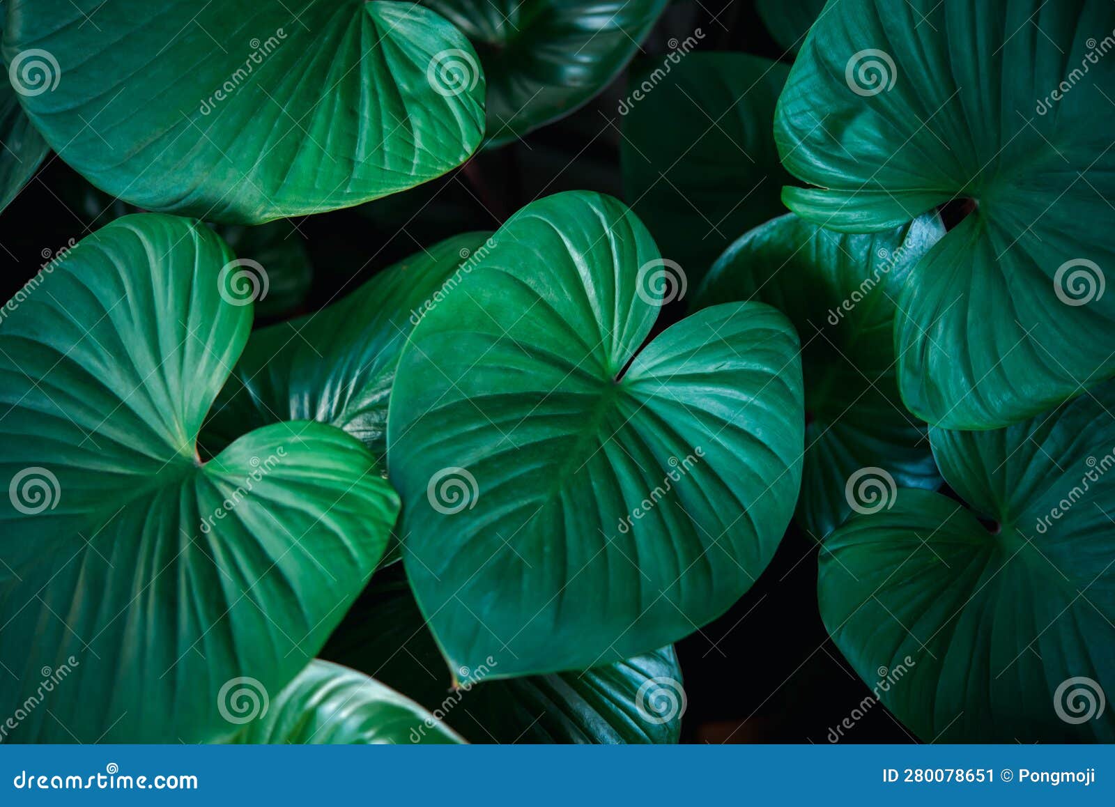 Greenery Background of Nature Plant and Leaf Stock Image - Image of ...