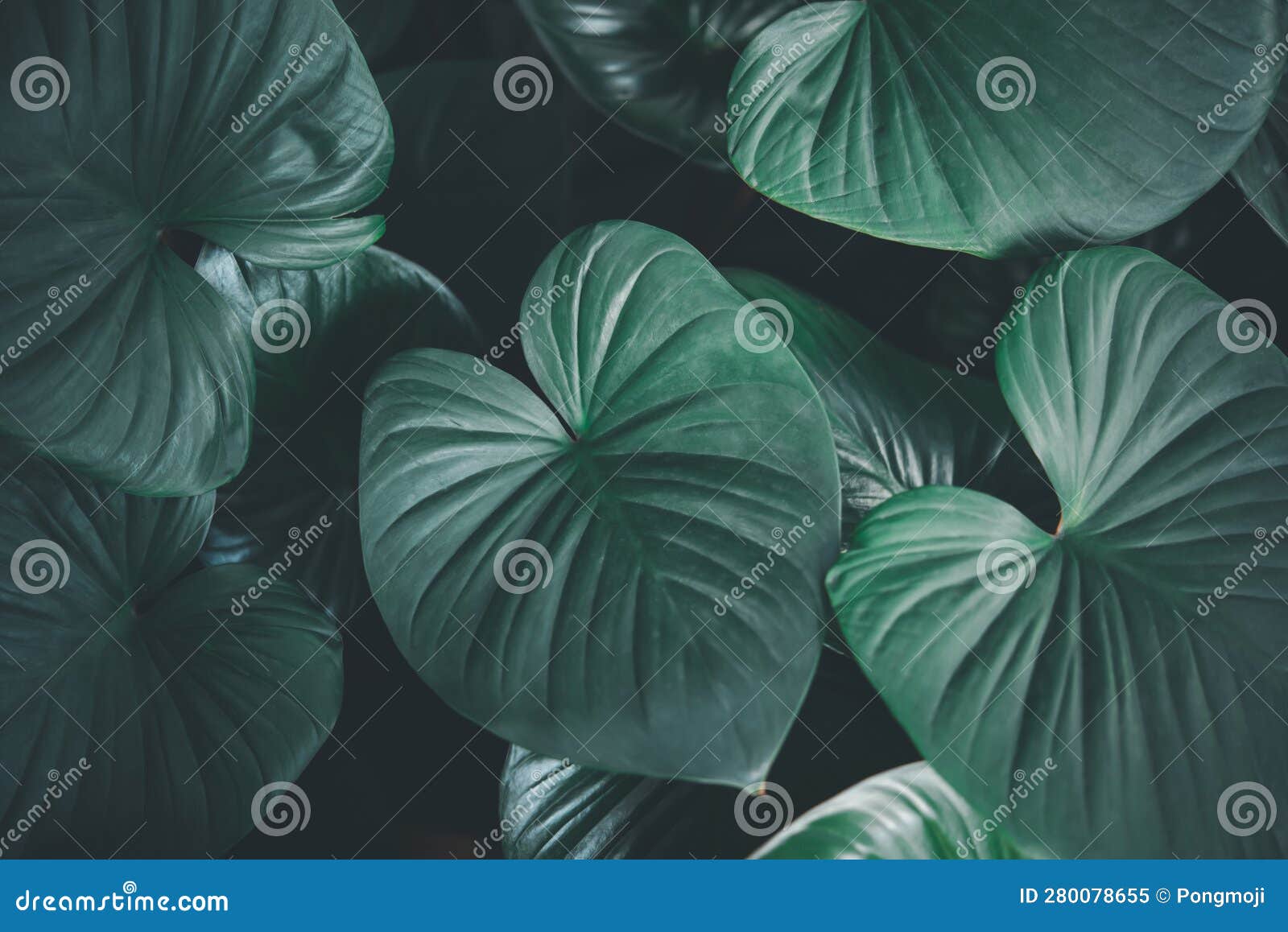 Greenery Background of Nature Plant and Leaf Stock Image - Image of ...