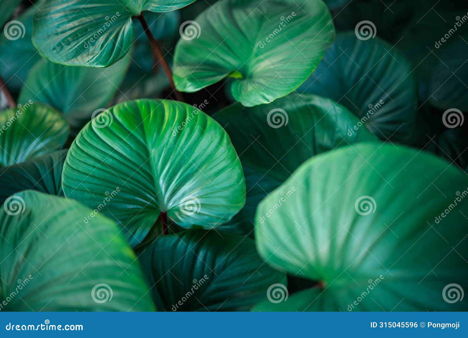Greenery Background of Nature Plant and Leaf Stock Photo - Image of ...