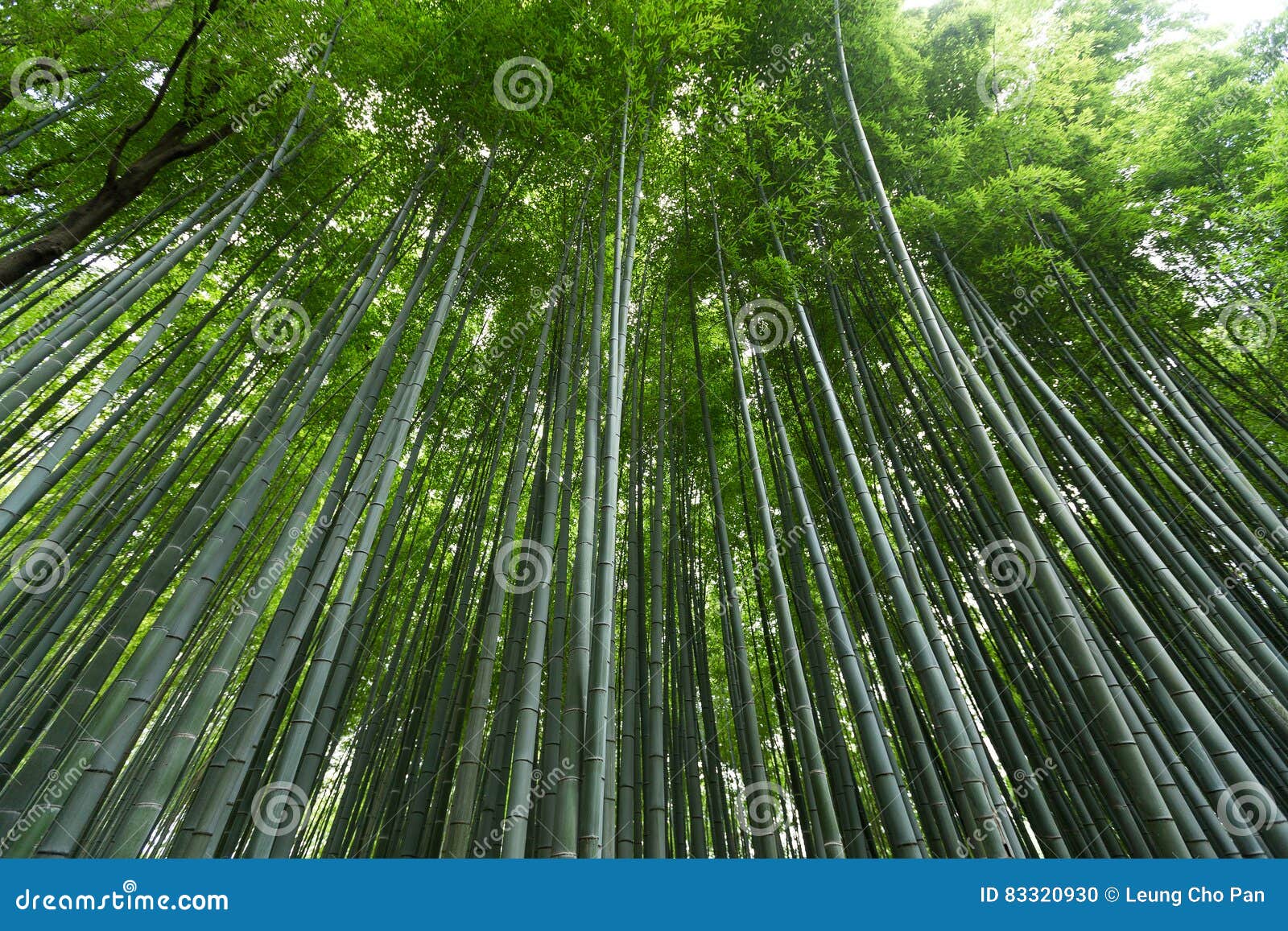 Greenery Bamboo forest stock photo. Image of leaves, forest - 83320930