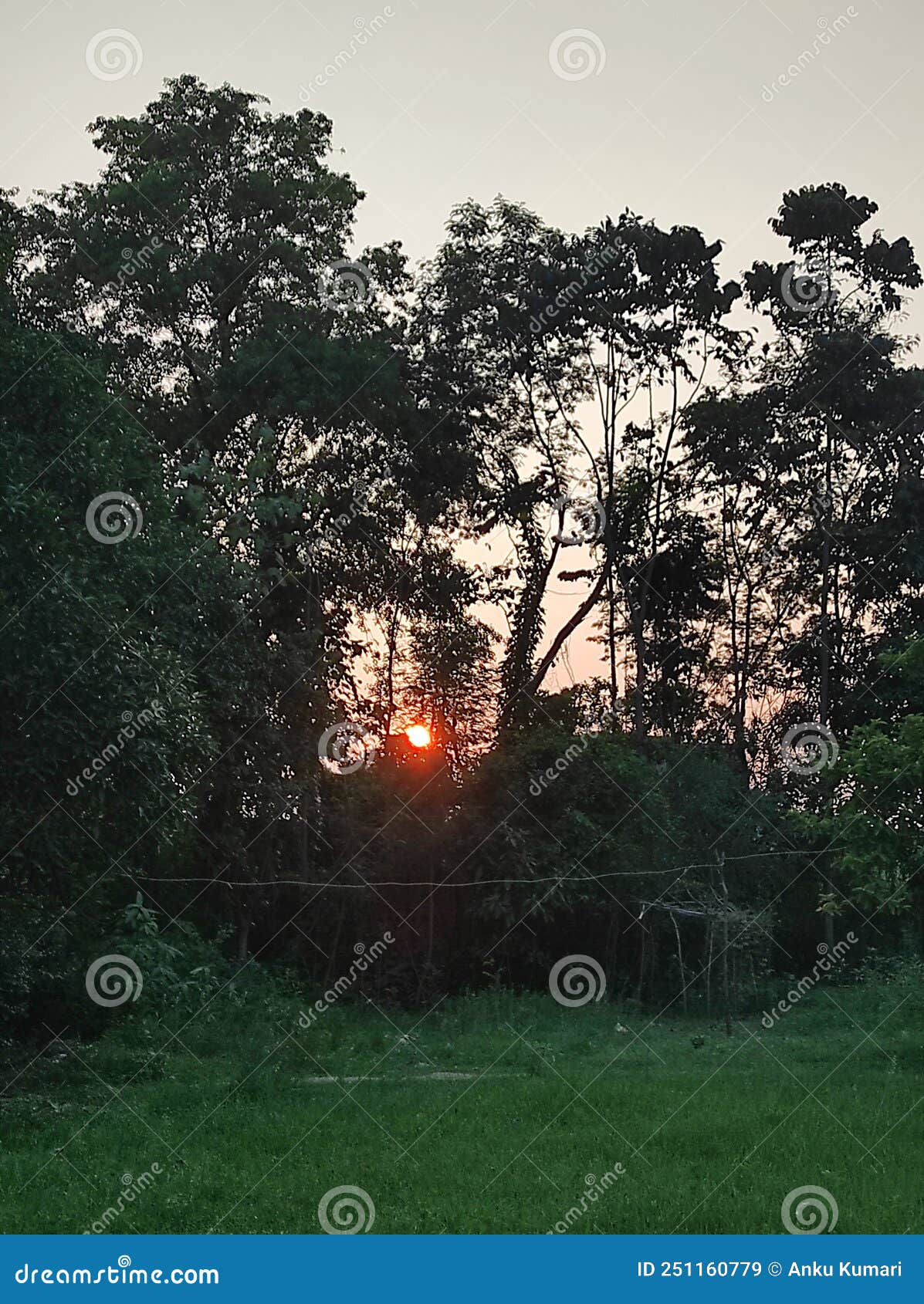 Greenery stock image. Image of bihar, tree, location - 251160779