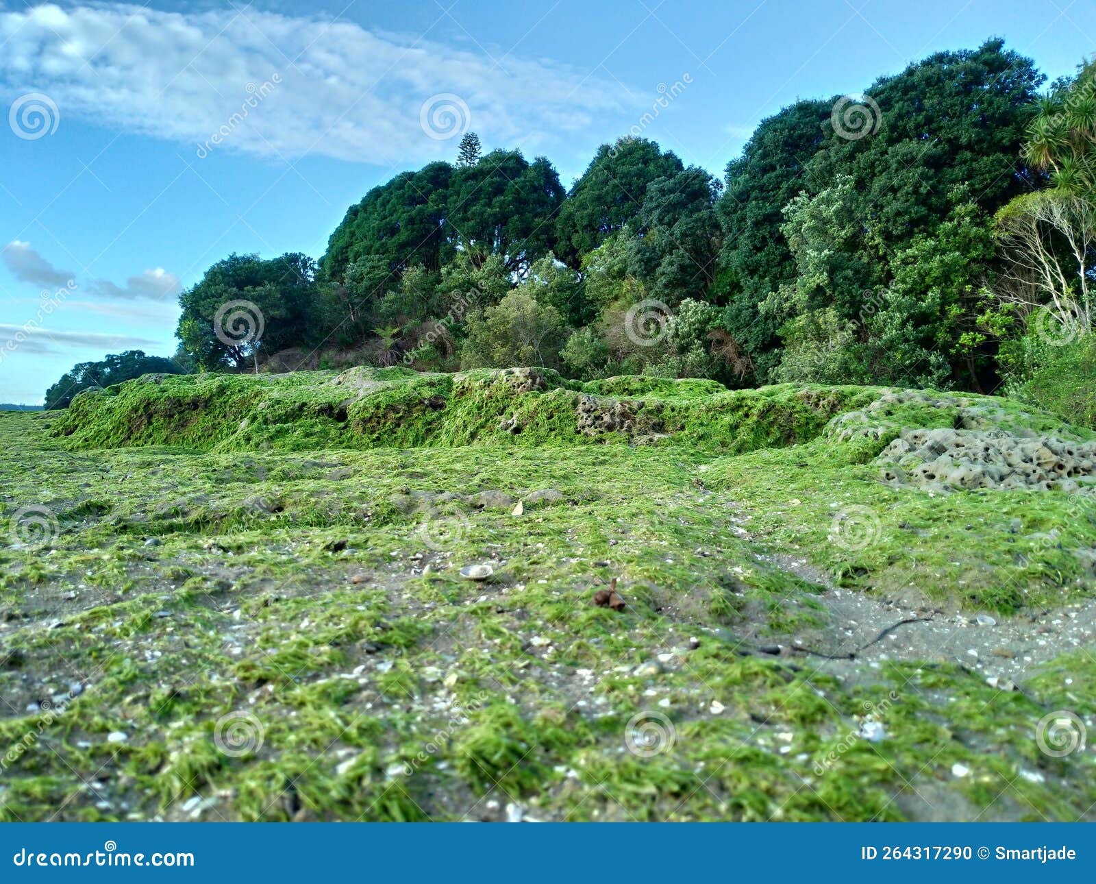 Green Cliff, Seaweed Cliff, Greenery on the Beach, Green Cliff and ...