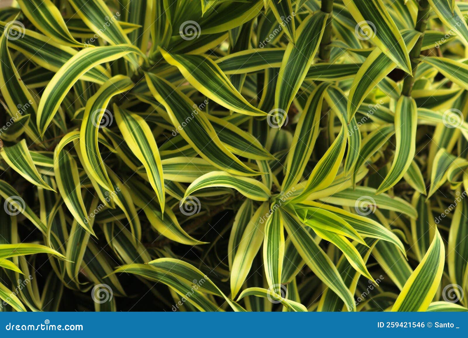 Greenery by the beach stock photo. Image of greenery - 259421546