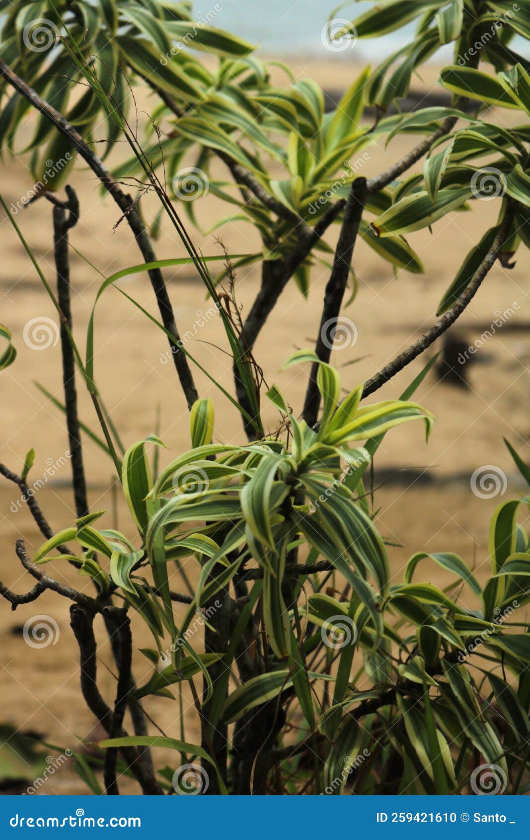 Greenery by the beach stock photo. Image of produce - 259421610