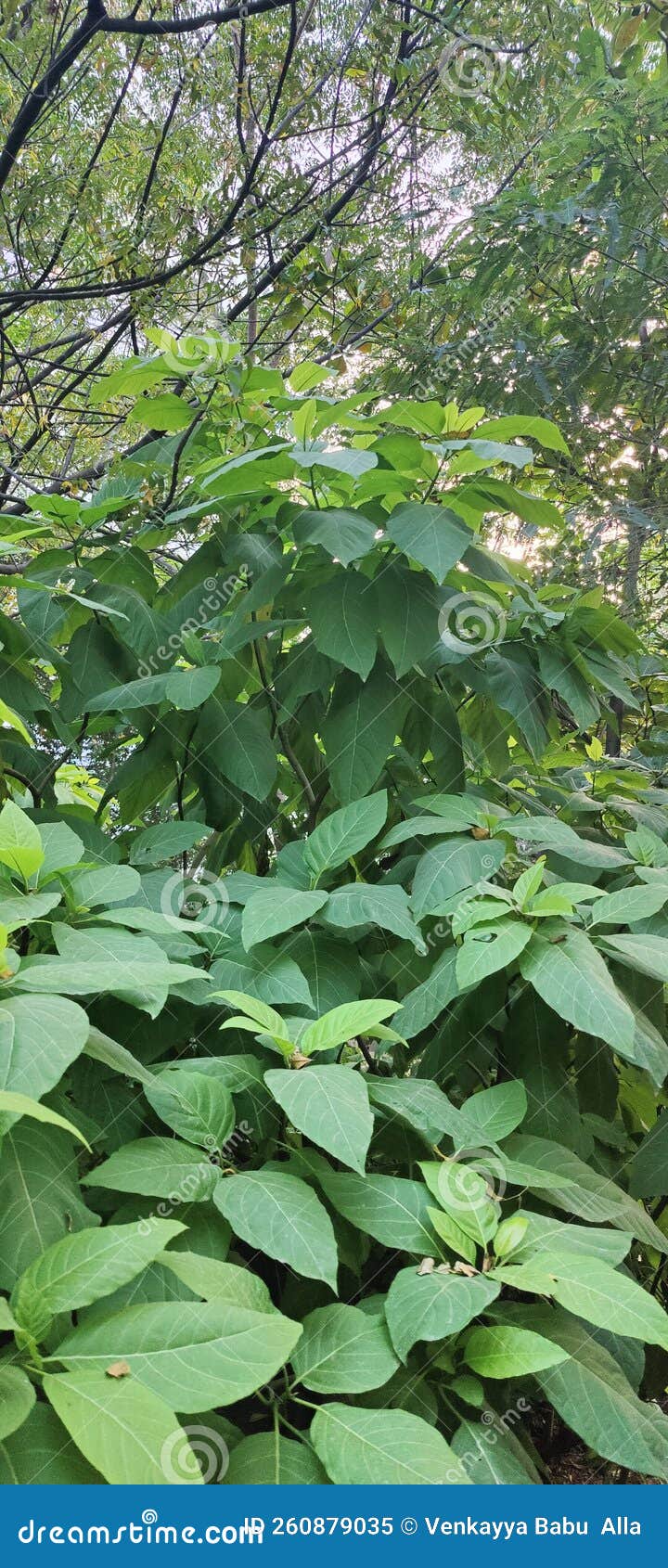 Greenery and Beautiful Nature View at Park Stock Image - Image of ...