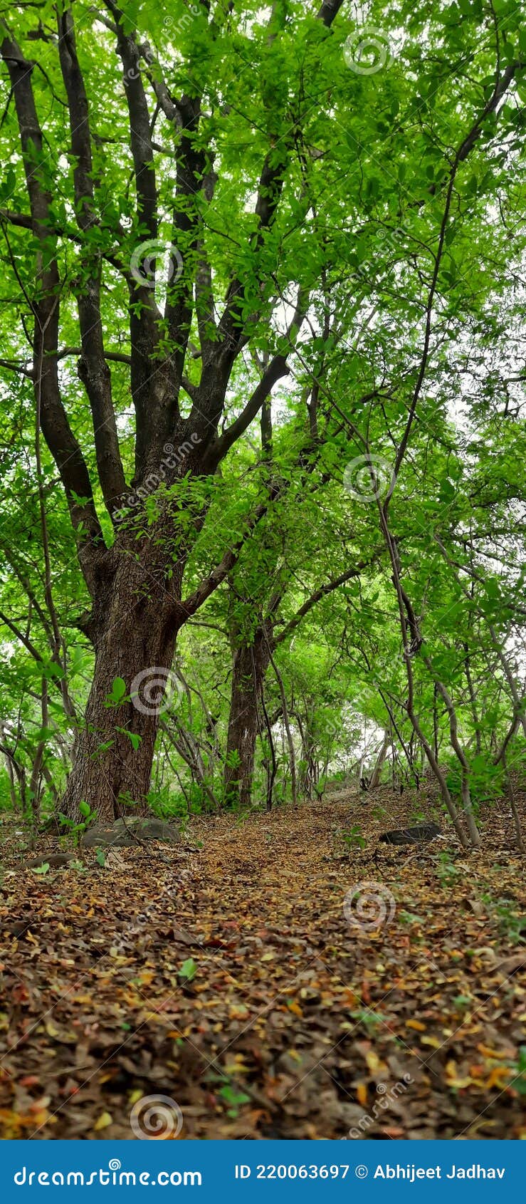 Greenery Beautiful Path Forest Nature Stock Image - Image of nature ...