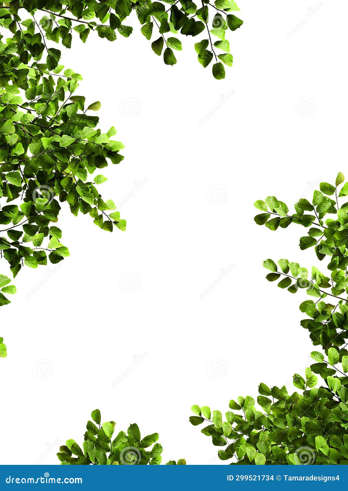 Greenery Branches Leaves Frame Border Stock Photo - Image of white ...