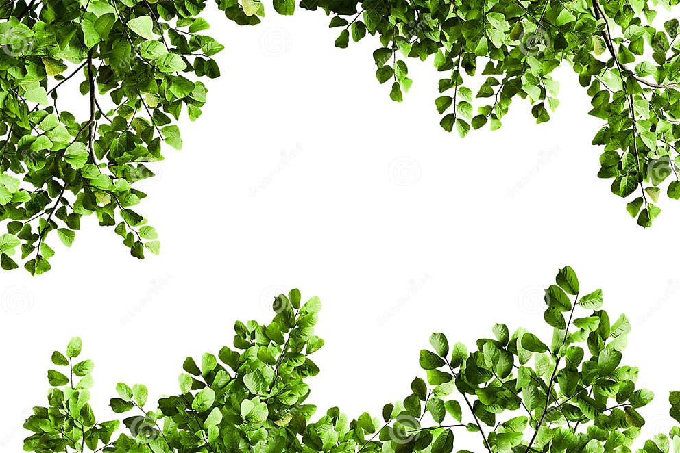Greenery Branches Leaves Frame Border Stock Photo - Image of colours ...
