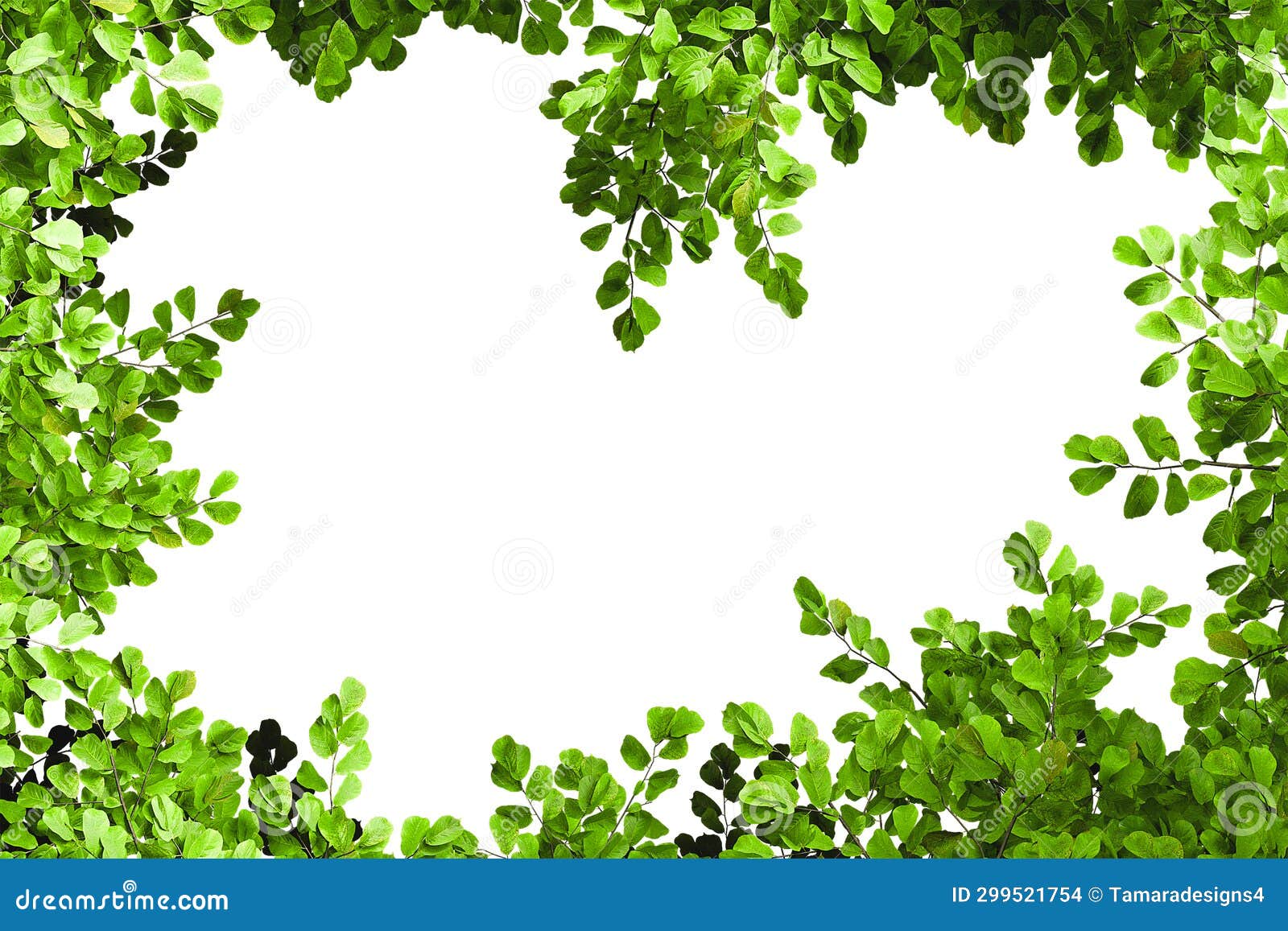 Greenery Branches Leaves Frame Border Stock Photo - Image of structure ...