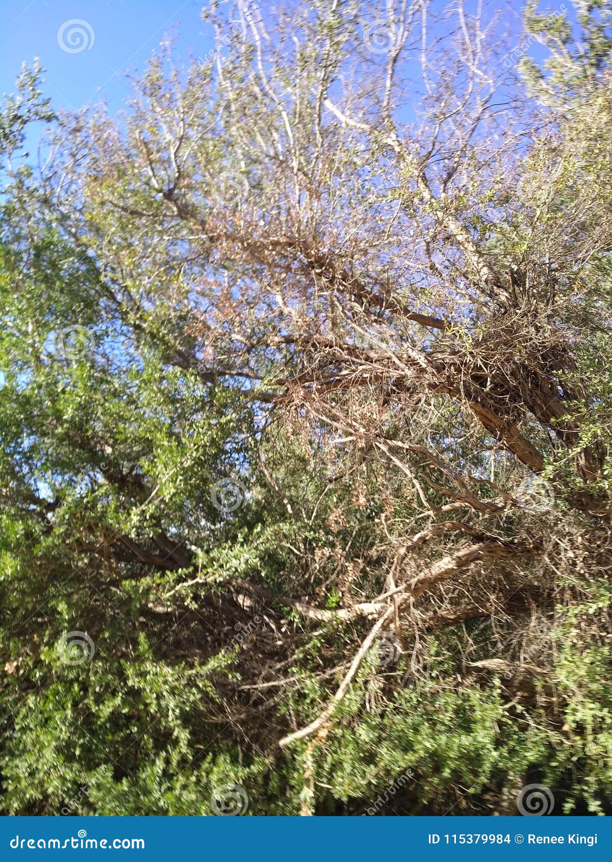 Bush trees stock photo. Image of greenery, twigs, bush - 115379984