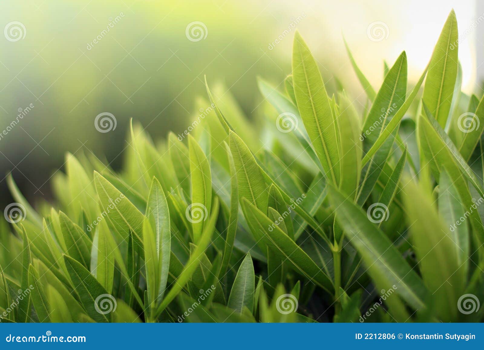 Greenery close-up stock photo. Image of growth, macro - 2212806