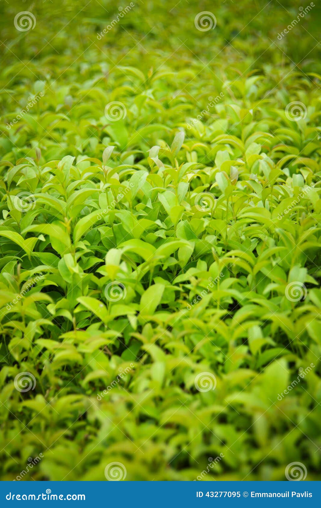 Greenery stock image. Image of garden, greenery, green - 43277095