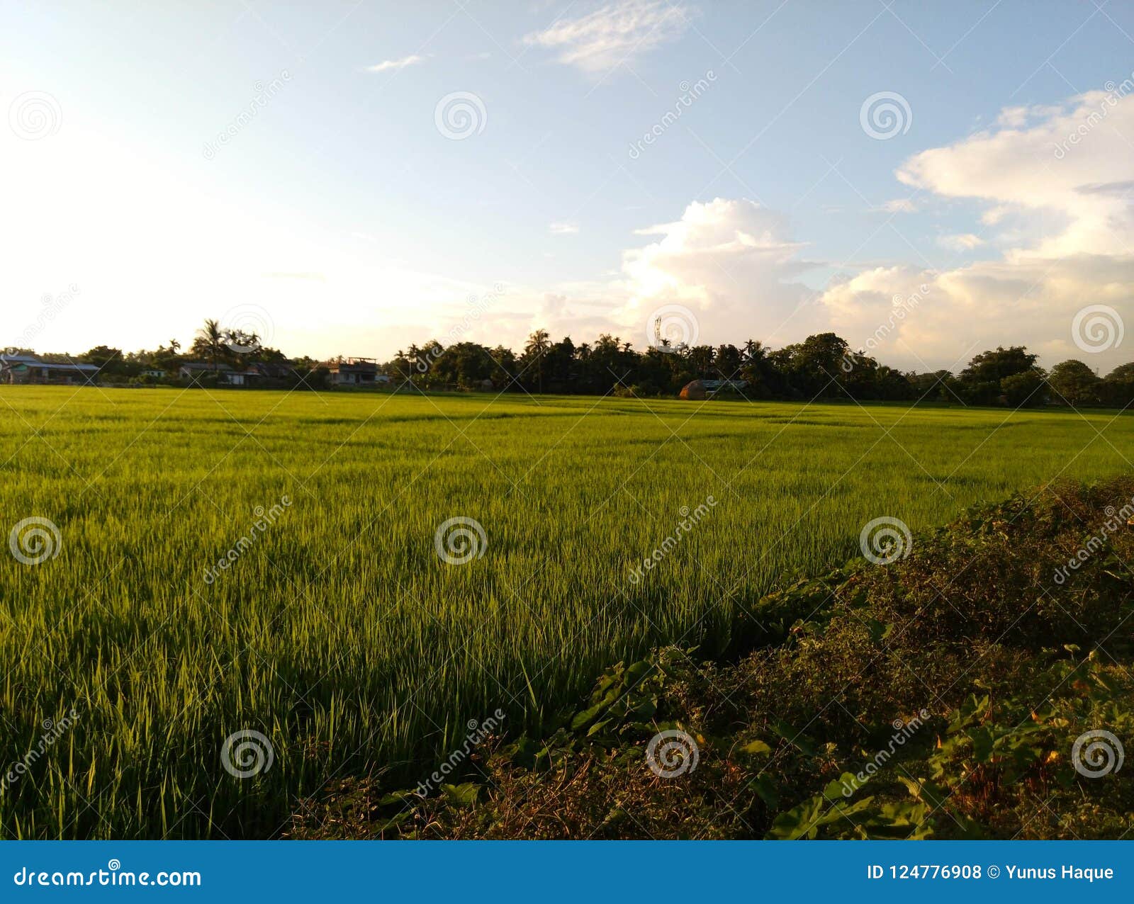 Greenery stock photo. Image of greenery, country, rice - 124776908