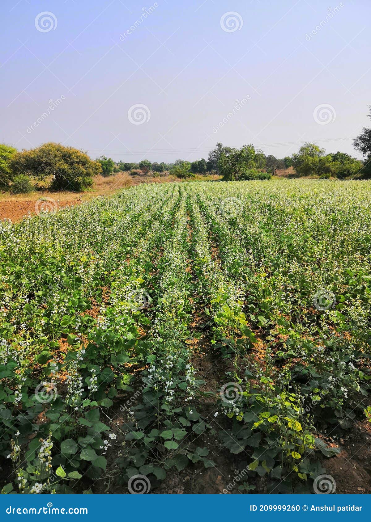Greenery crop my farm stock photo. Image of lawn, greenery - 209999260