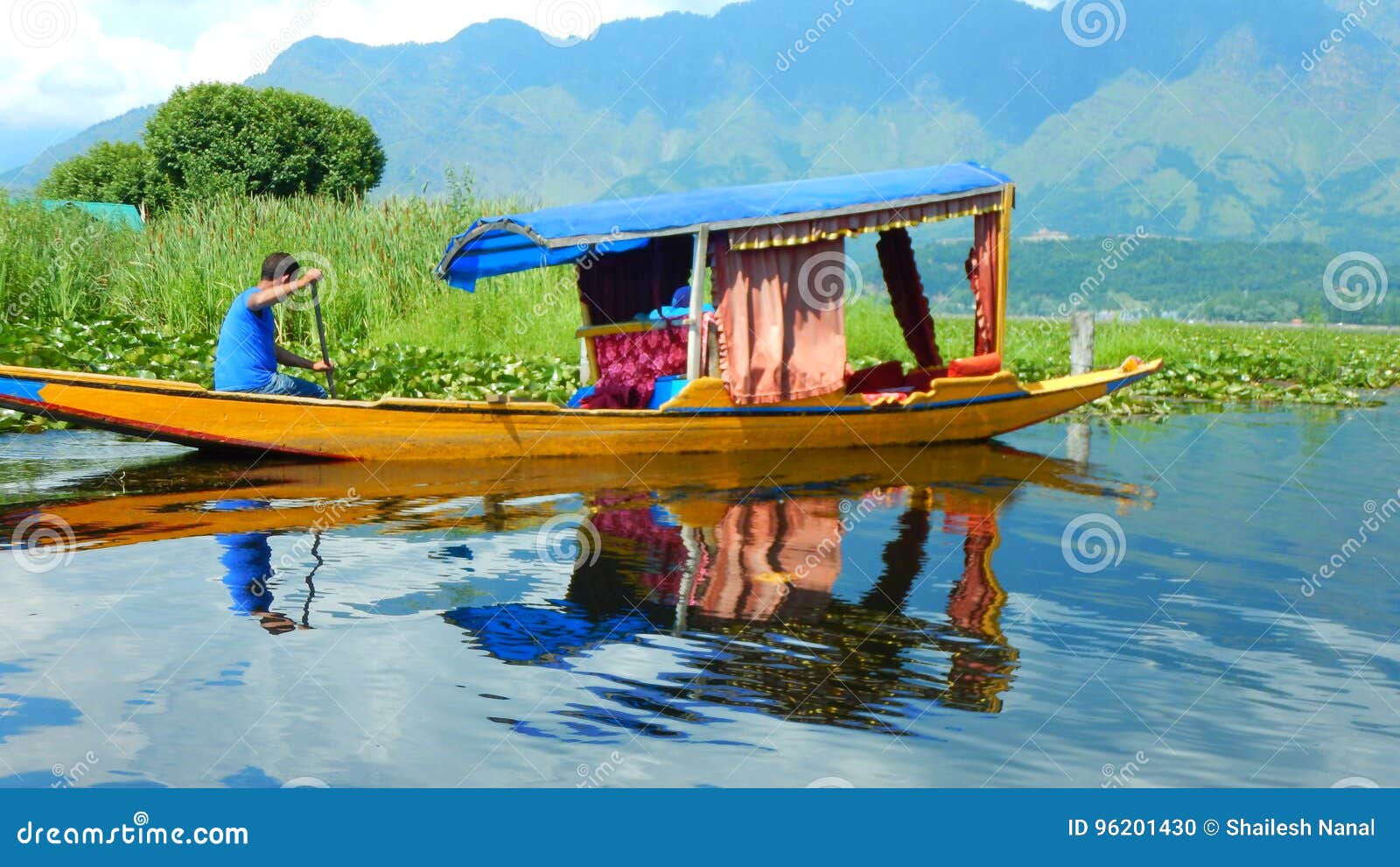 Greenery in Dal Lake-3 stock photo. Image of reflection - 96201430
