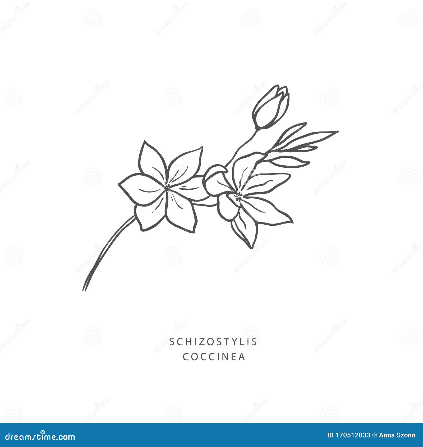 Greenery Design Elements. Botanical Logos Stock Vector - Illustration ...
