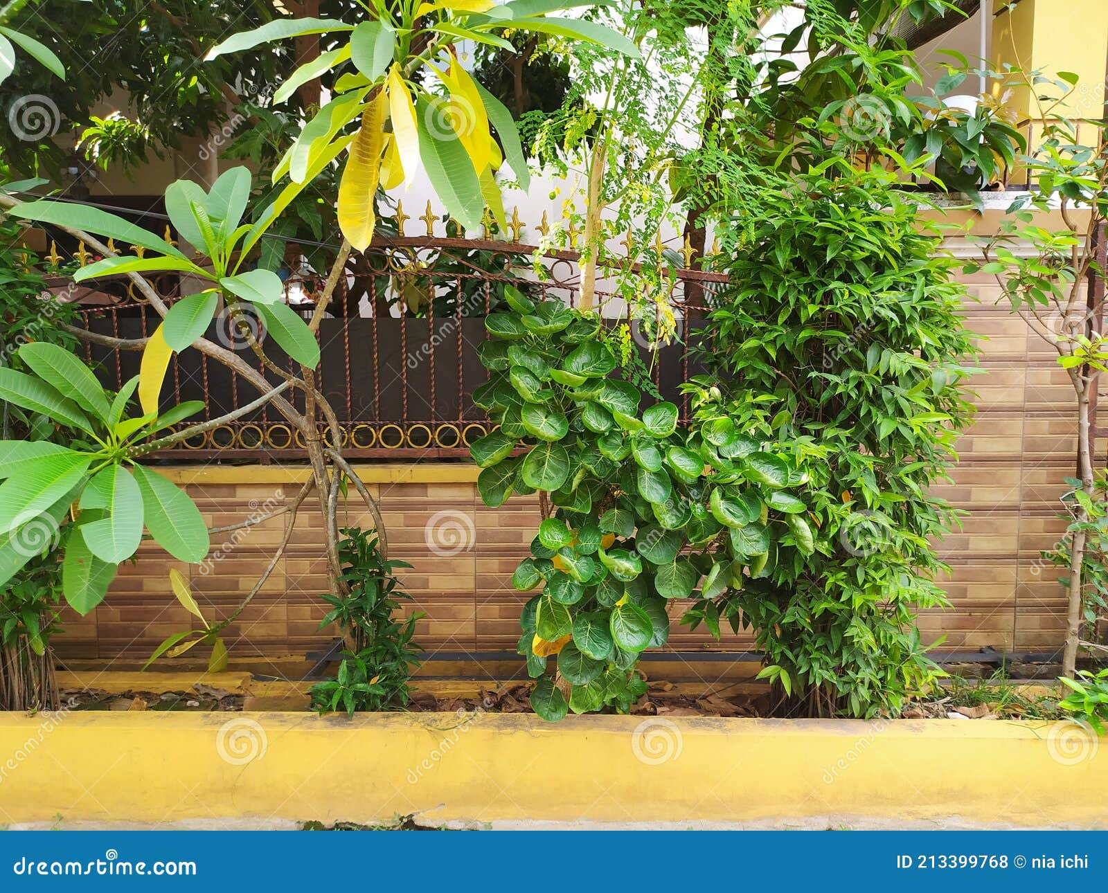 Greenery on the Edge of the Fence, Garden Outside Stock Photo - Image ...