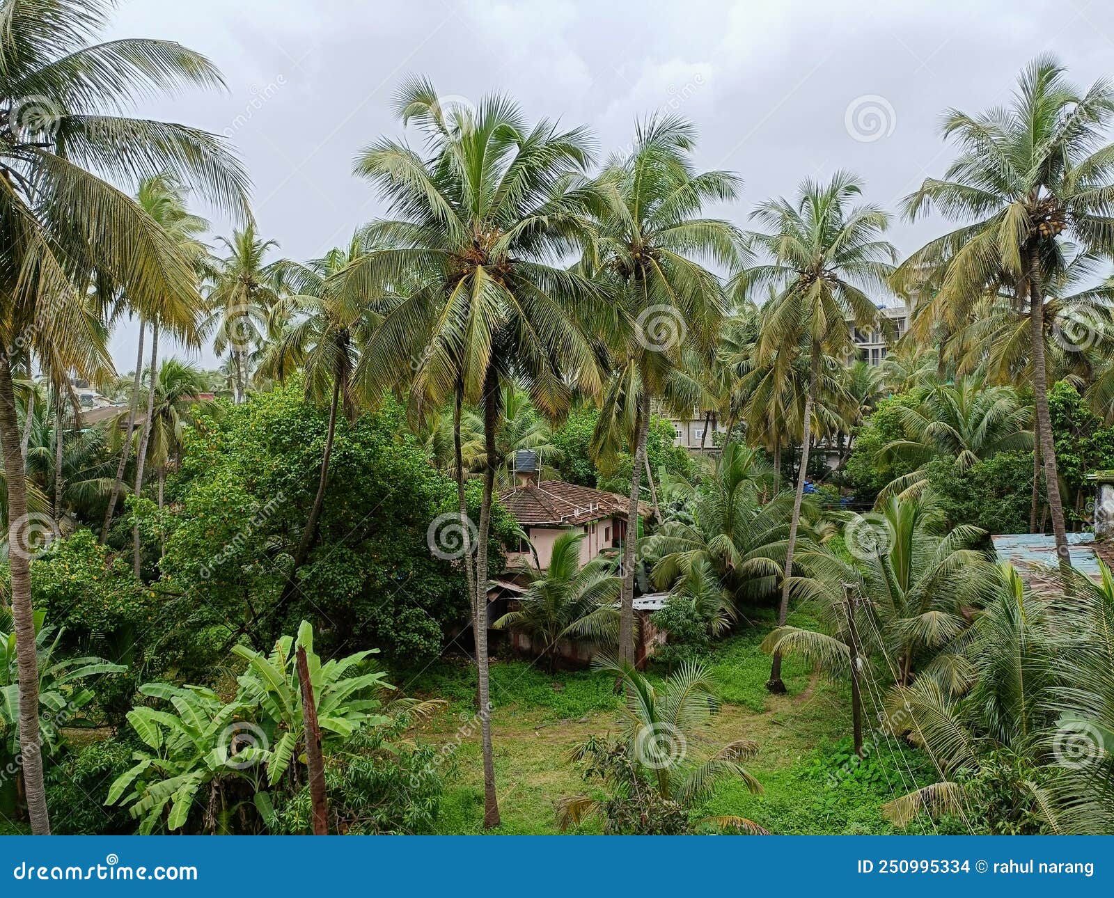 Greenery Everywhere is the Beauty of Goa during the Monsoons Stock ...