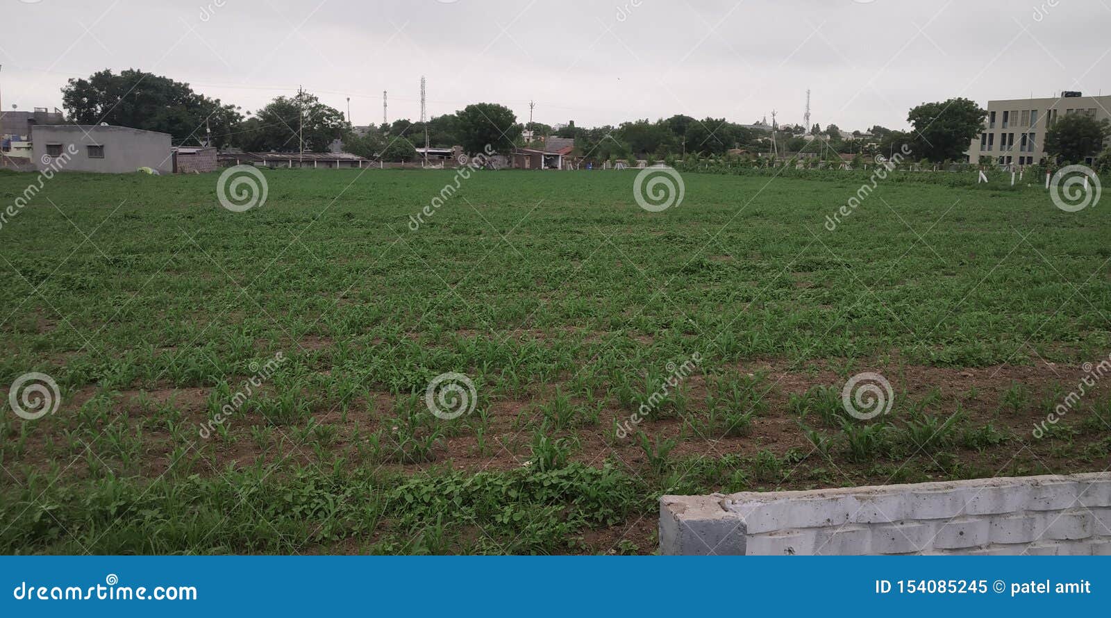 Greenery Farm Agriculture Crops India Stock Image - Image of india ...