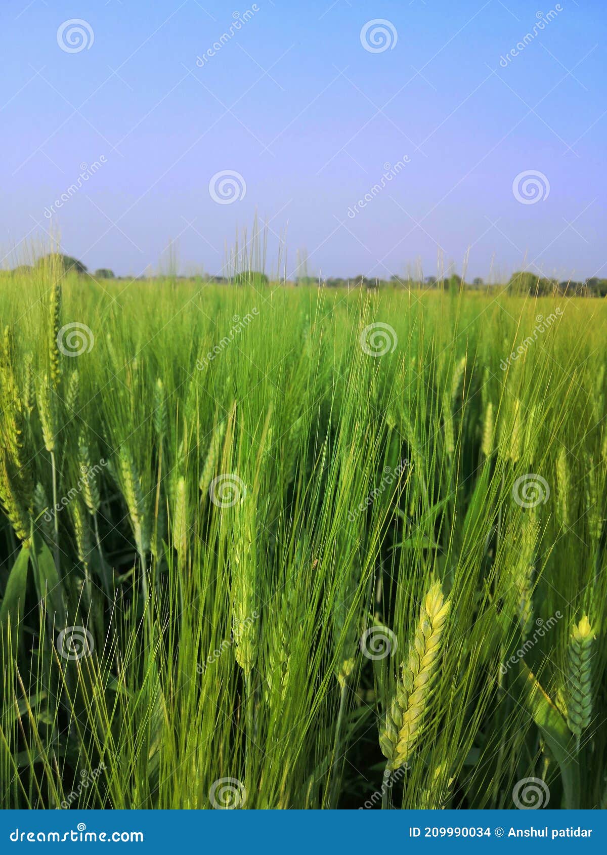 Greenery Farming Nature Blue Sky Day Beautiful Stock Photo - Image of ...