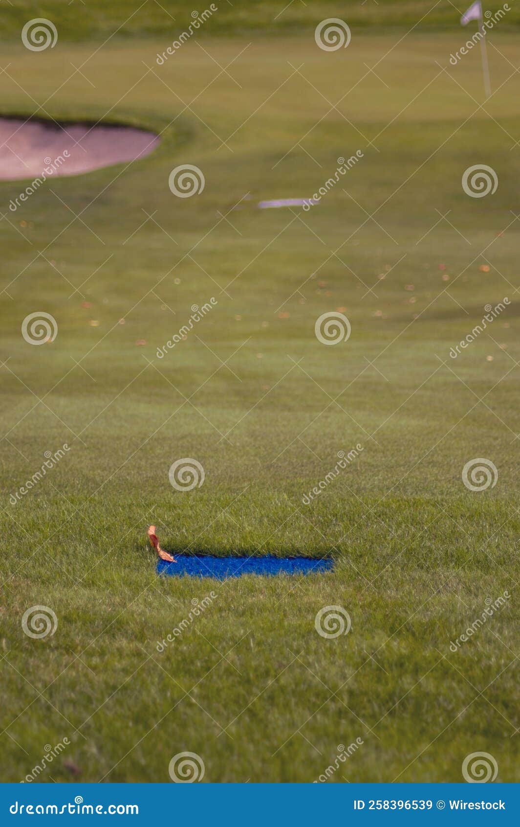 Greenery Field with Fallen Leaves Stock Image - Image of growth ...