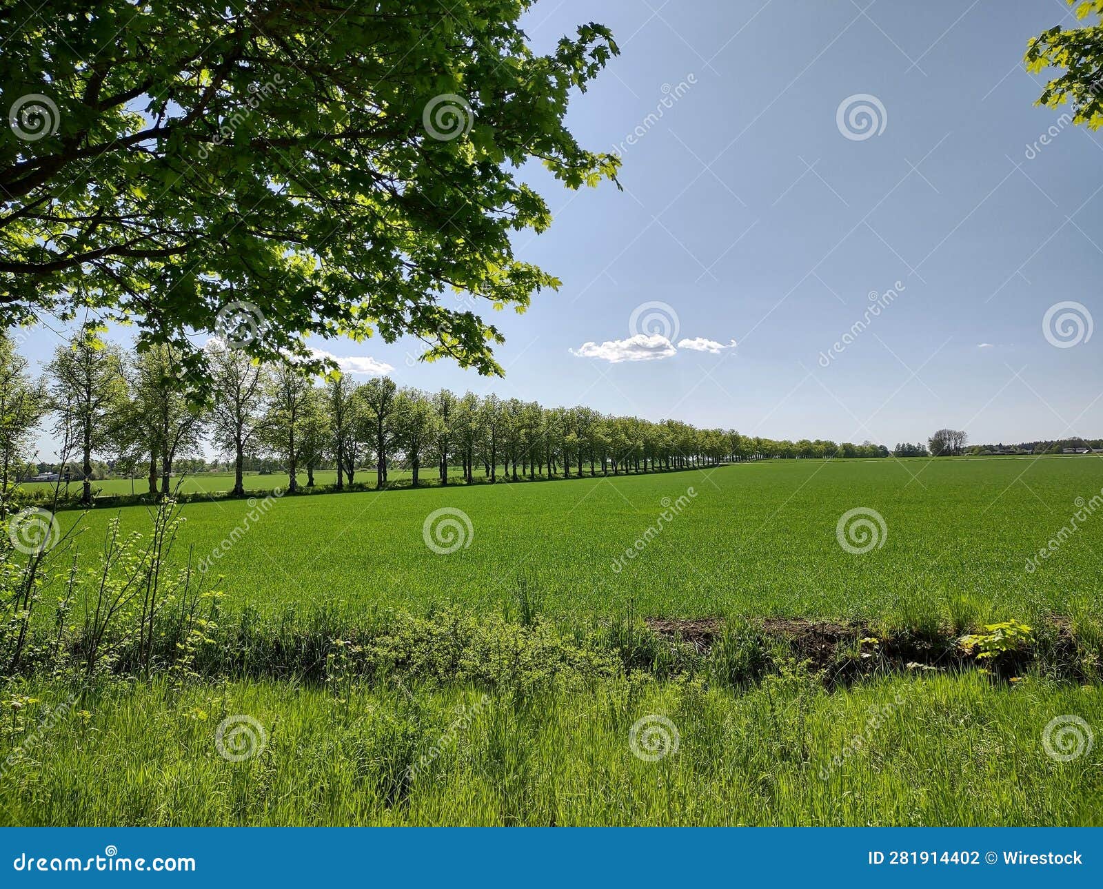 Greenery Field Surrounded by Dense Trees Stock Photo - Image of view ...