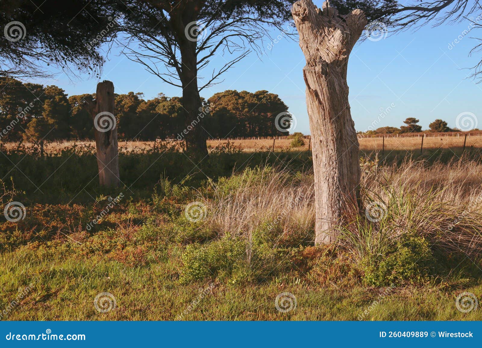 Greenery Field Surrounded by Dense Trees Stock Image - Image of growth ...