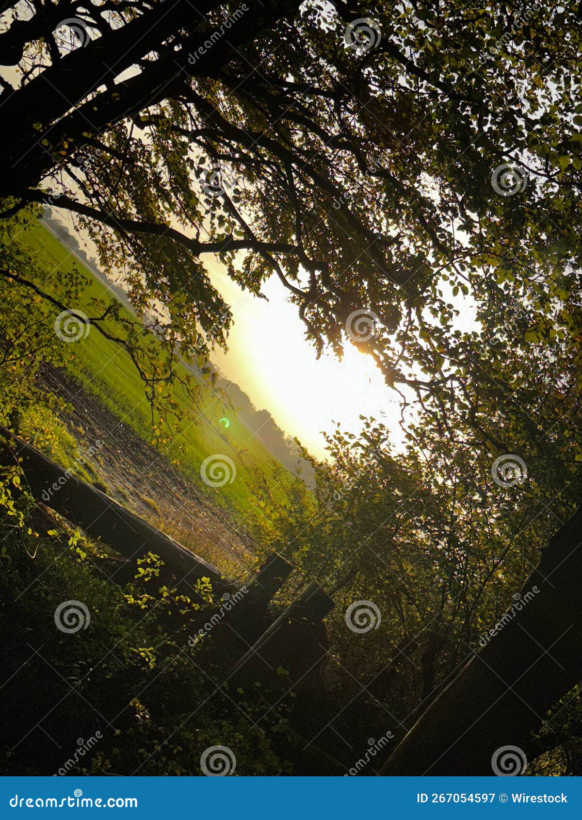 Greenery Field Surrounded by Growing Trees Stock Image - Image of ...