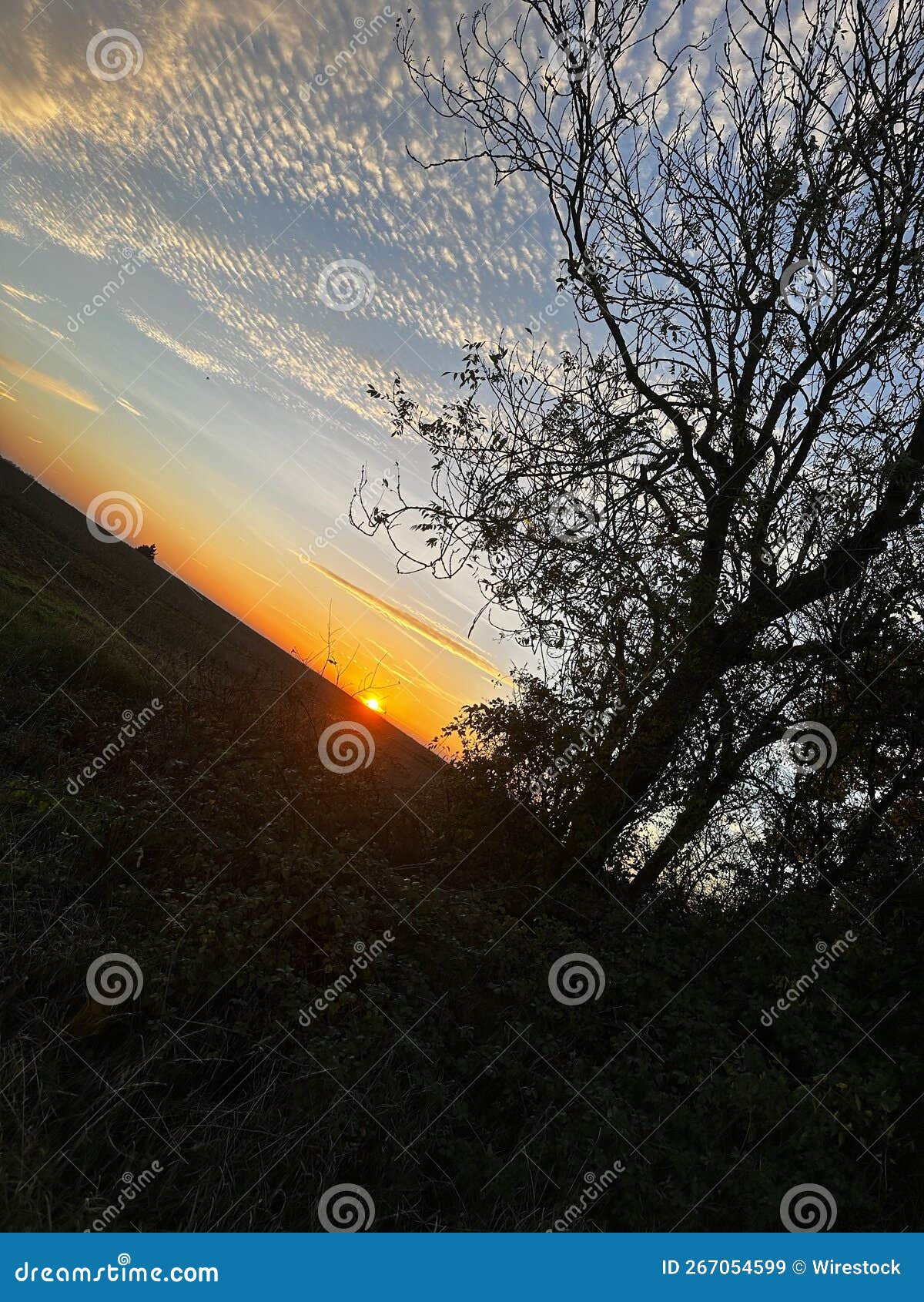 Greenery Field Surrounded by Growing Trees during Sunset Stock Image ...