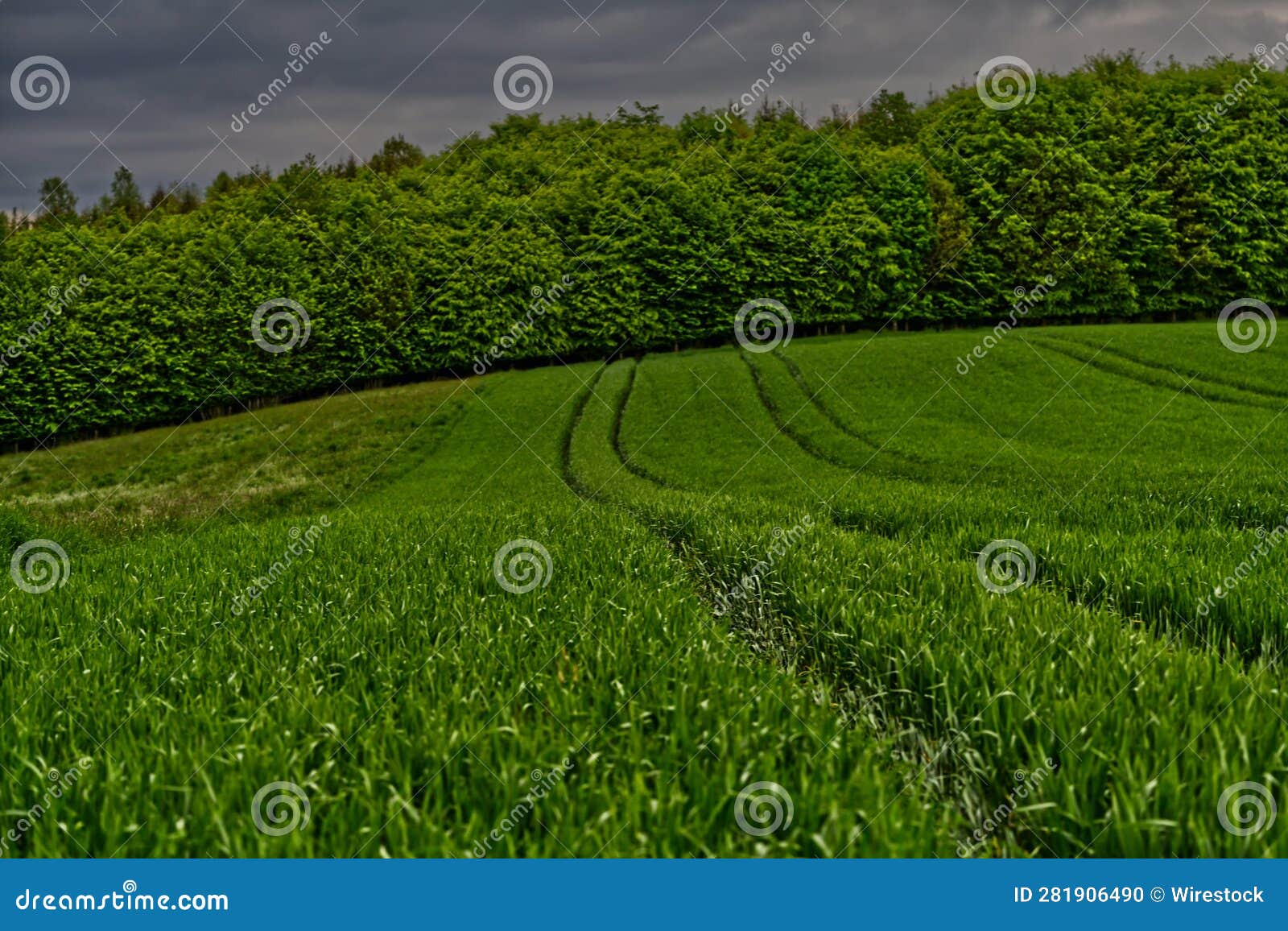 Greenery Field Surrounded by Trees Stock Photo - Image of blooming ...