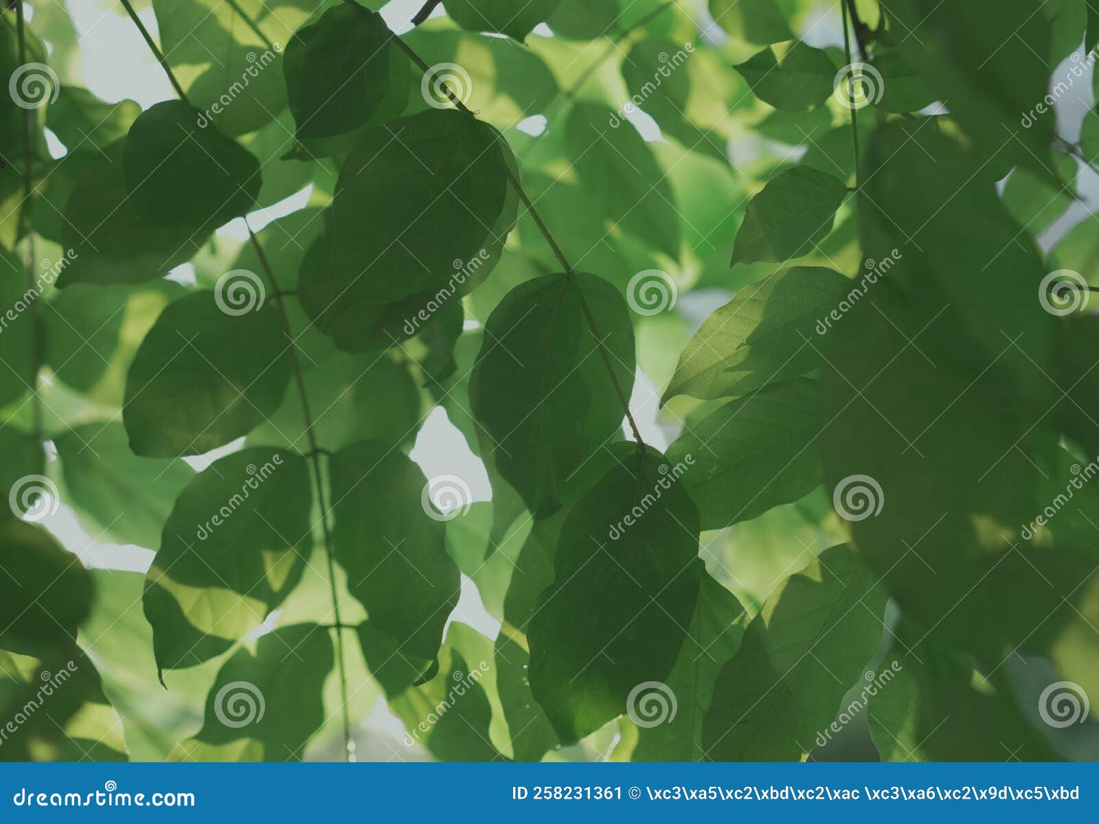 Greenery stock image. Image of nature, woodland, shadow - 258231361